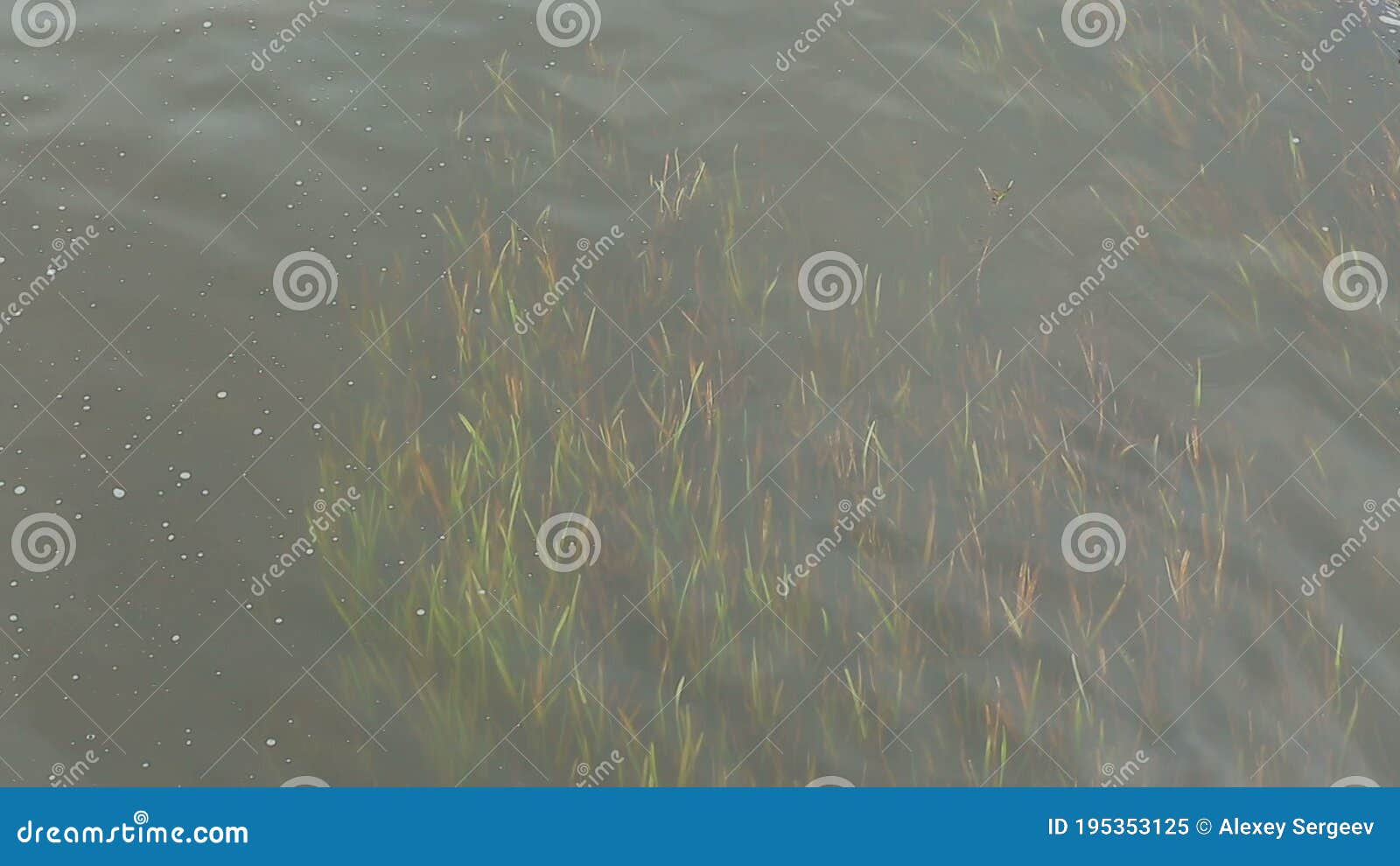 River Algae in the Water Top View Stock Video - Video of lake, aerial ...