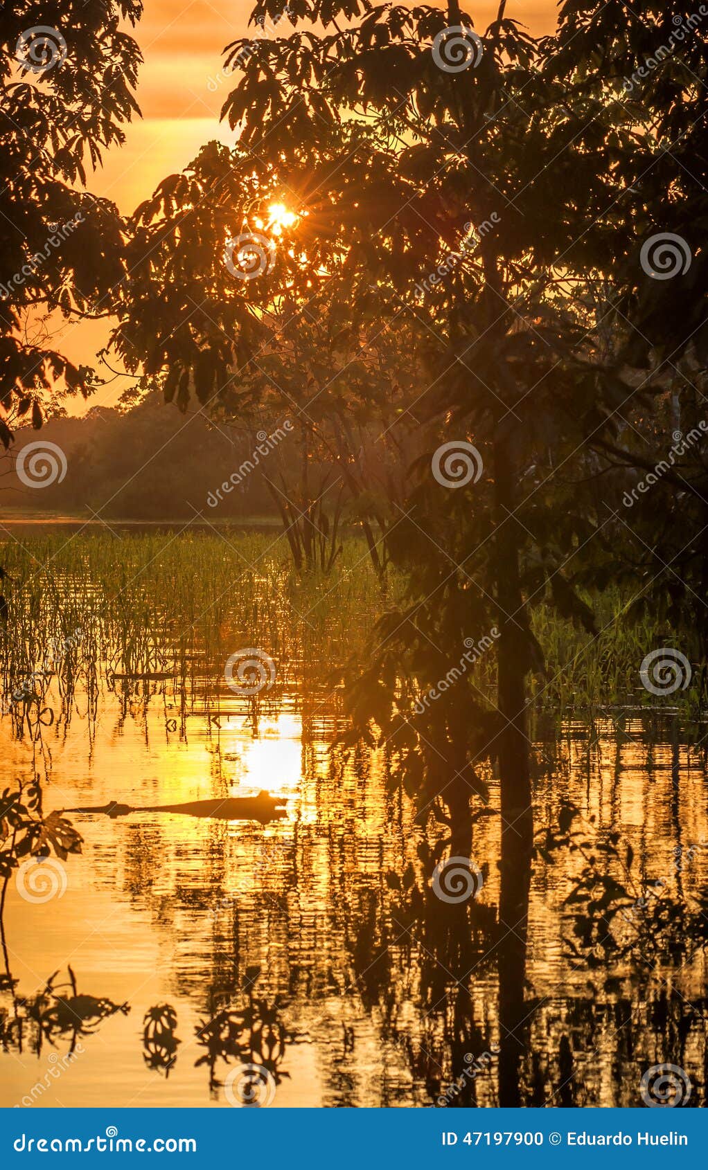 River in the Amazon Rainforest at Dusk, Peru, South America Stock Photo ...