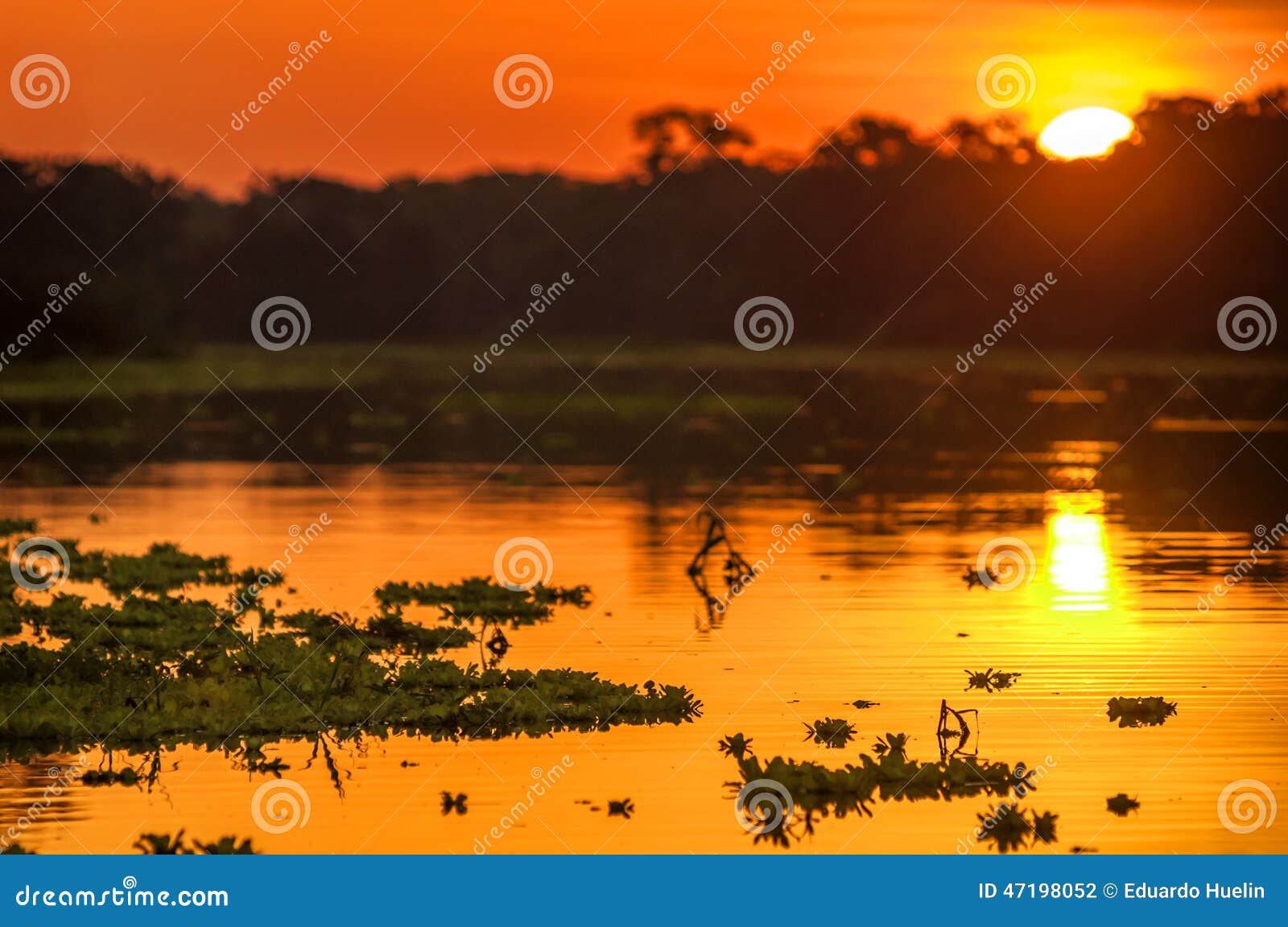 Peru, Amazon Rainforest, The Spectacled White Or Common Caiman, Caiman ...