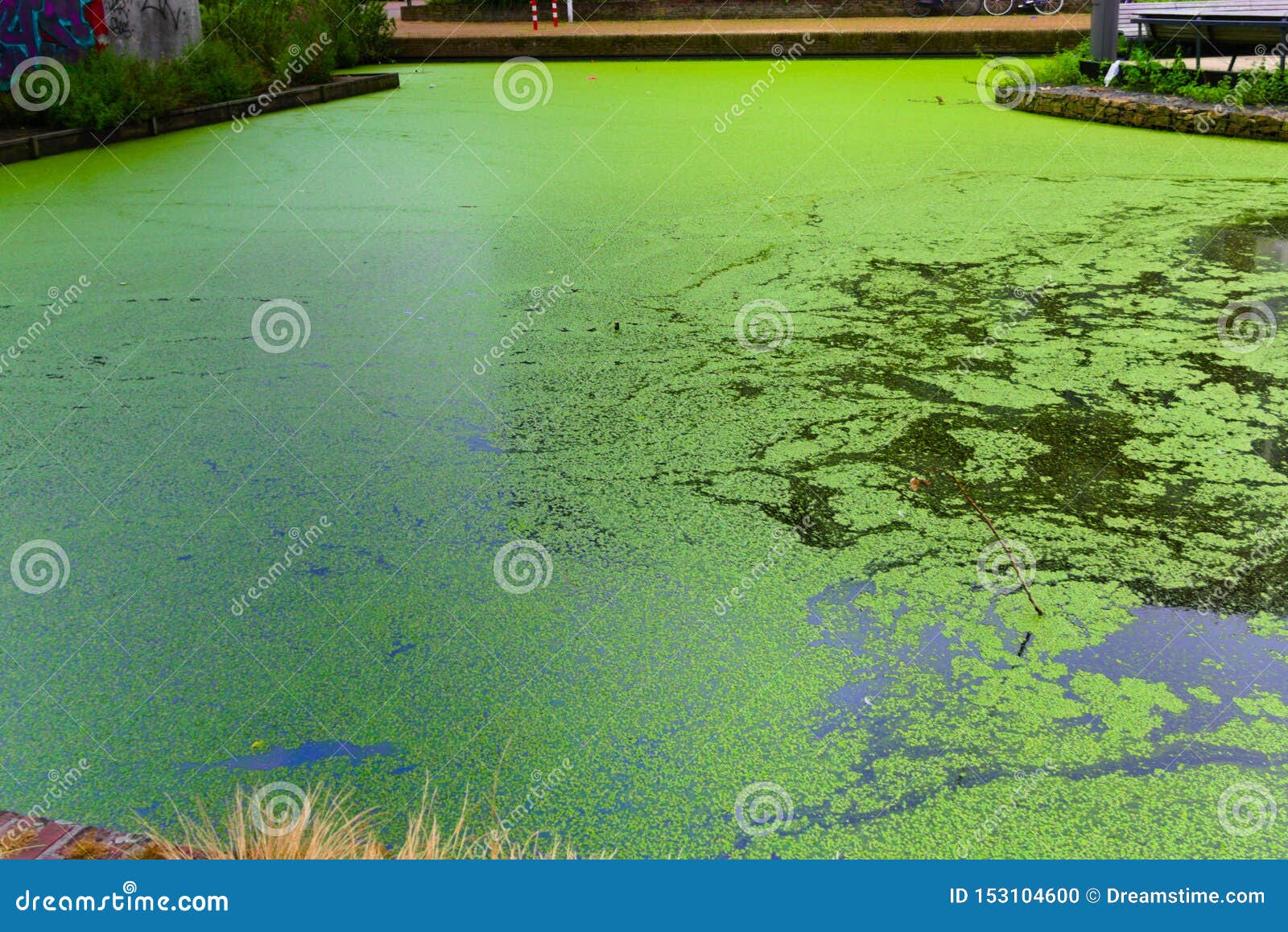 River Cover with Green Algae Stock Photo - Image of algae, creek: 153104600