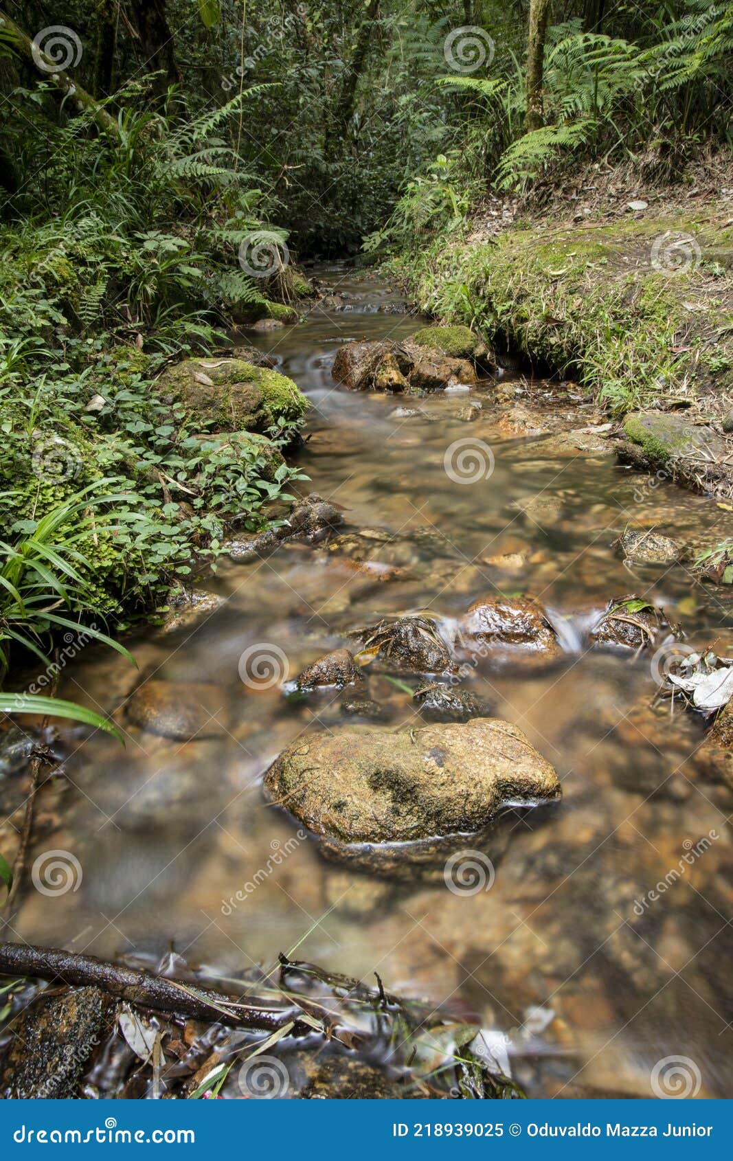 River into Atlantic Rainforest at Southeastern Brazil Stock Image ...