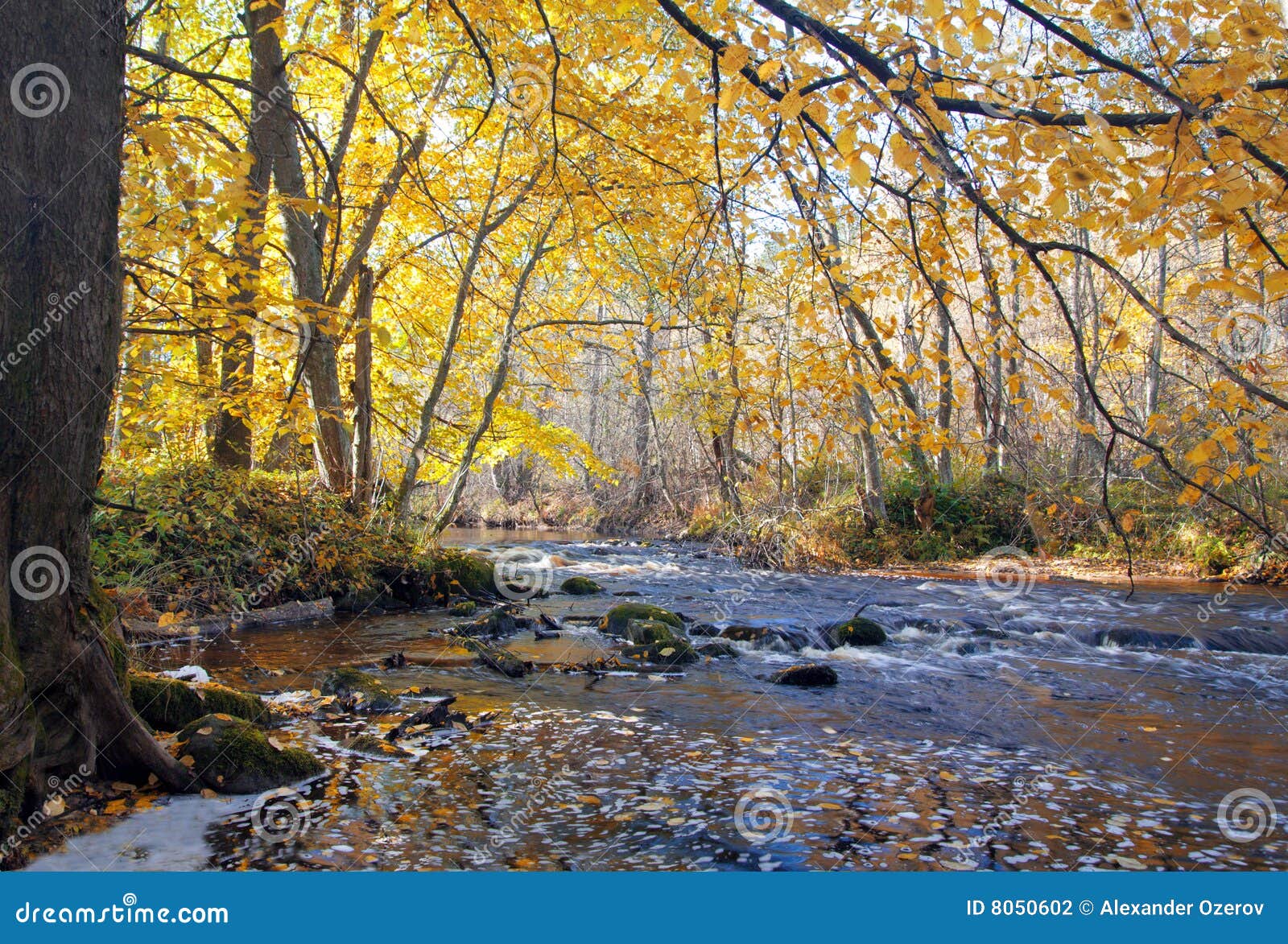 River in autumn forest stock photo. Image of scenery, leaf - 8050602