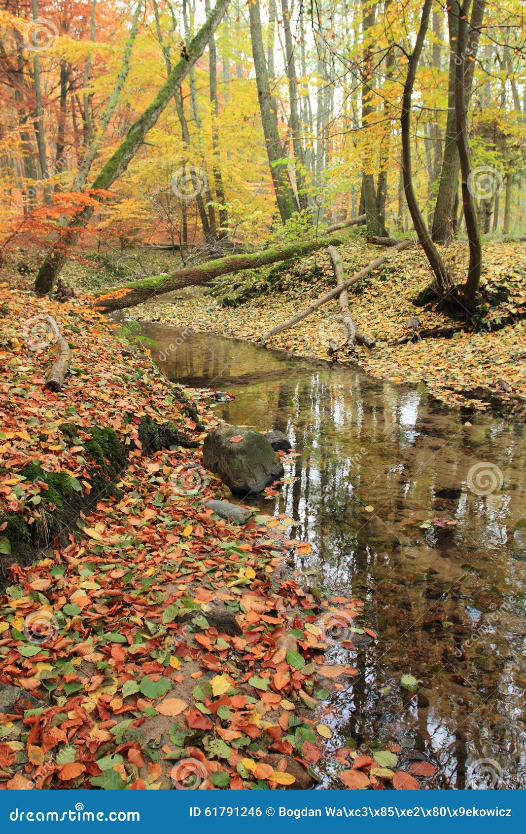 River in autumn forest stock photo. Image of biosphere - 61791246