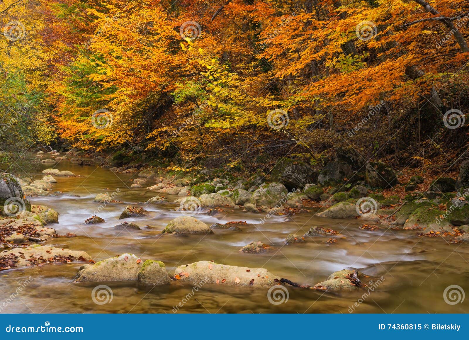 River in autumn forest stock image. Image of countryside - 74360815