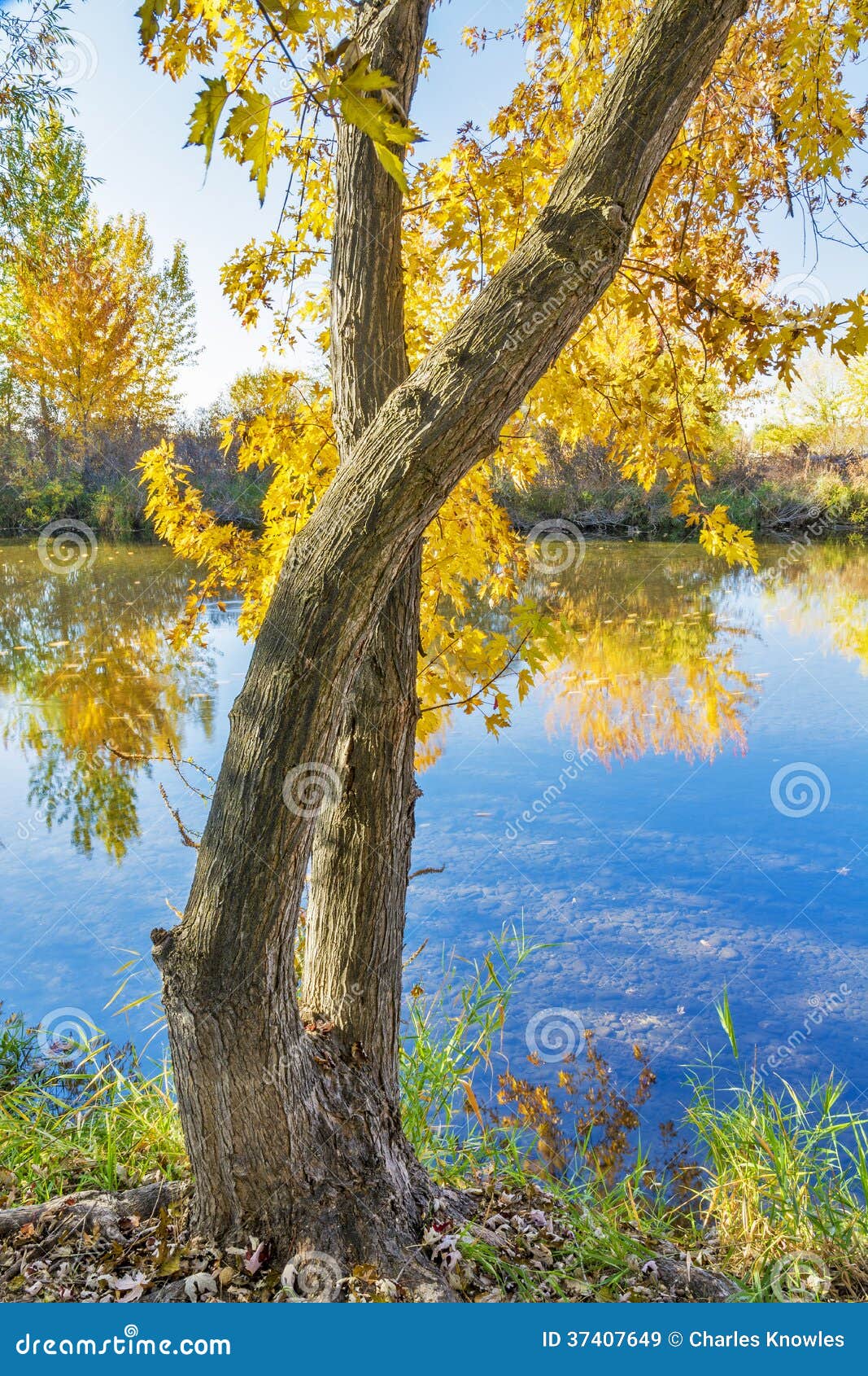 River in Autumn with Reflections Stock Image - Image of park, bark ...