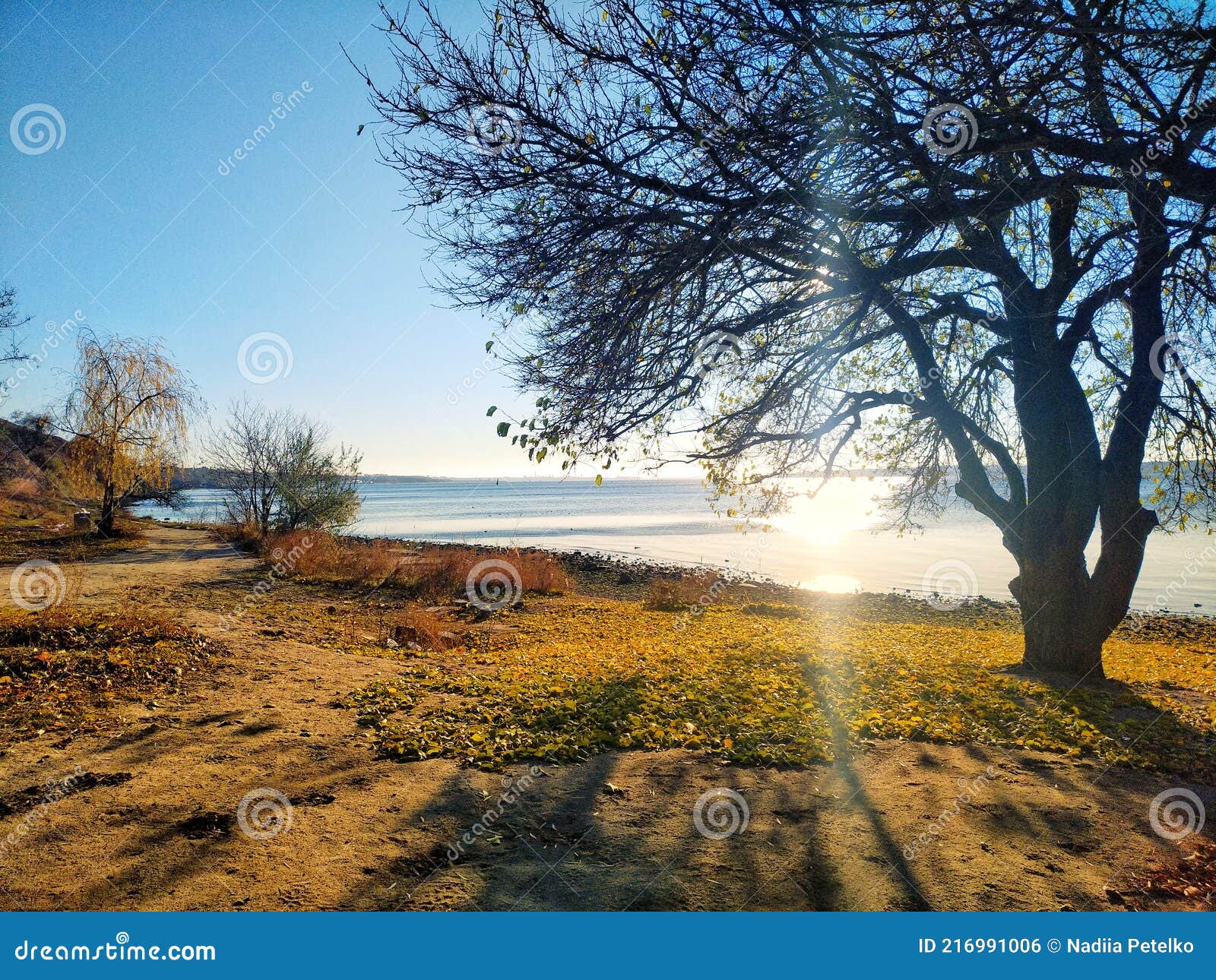 River autumn shadows stock photo. Image of leaf, sunlight - 216991006