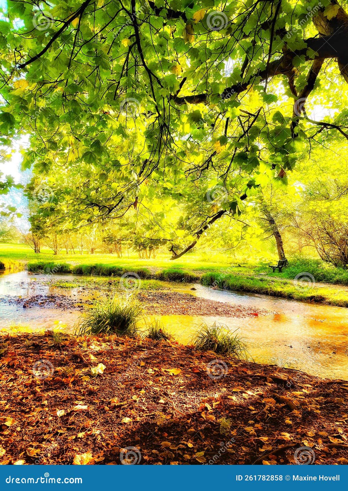 A river in autumn sunshine stock photo. Image of green - 261782858