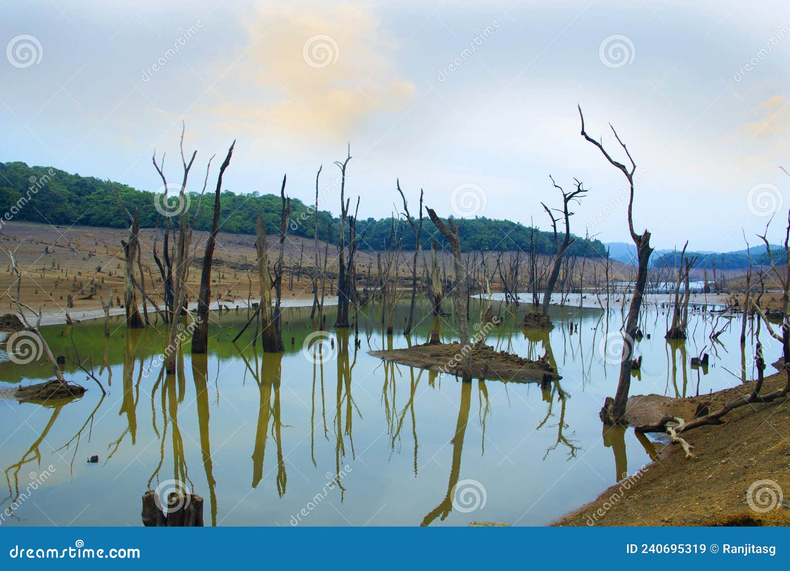 River Backwater with Dried Trees Stock Image - Image of greenery, save ...
