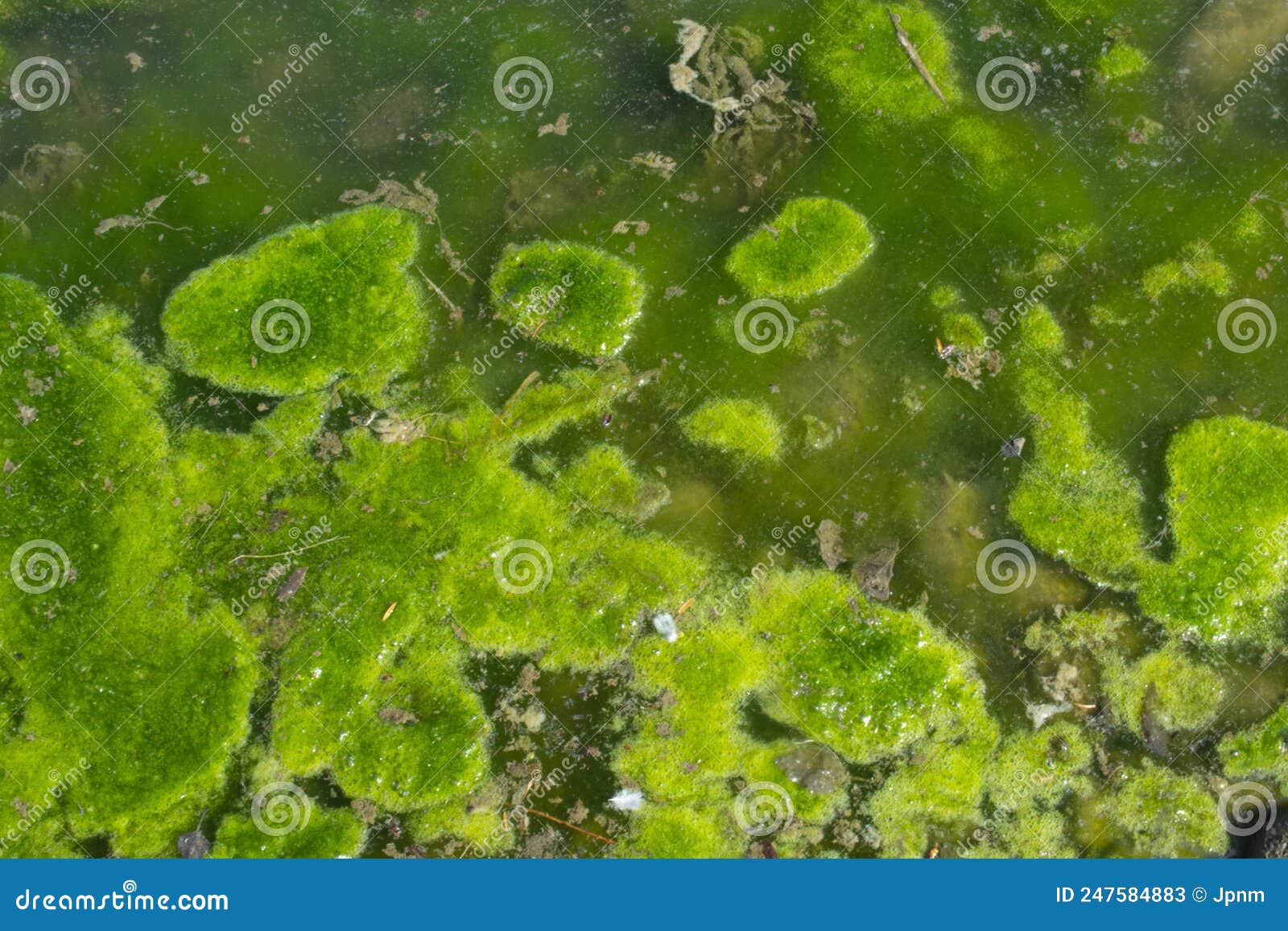 River Backwater Green Algae Formation - Plant Growth Stock Image ...
