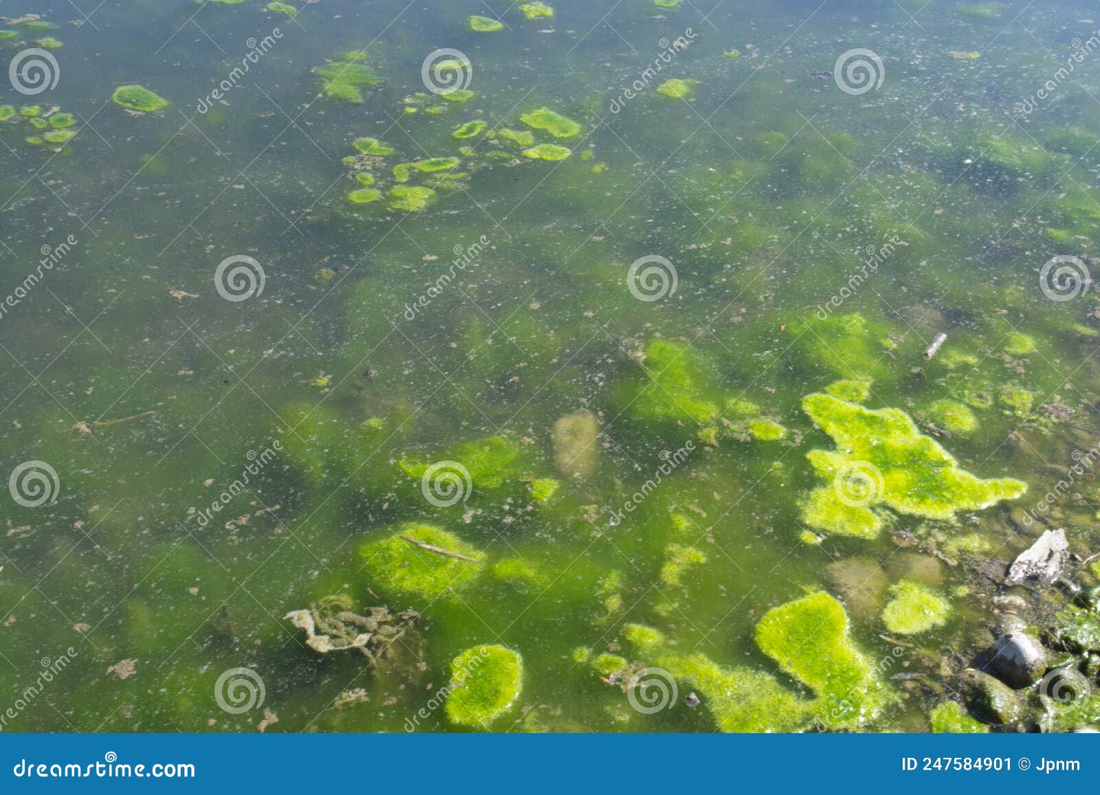 River Backwater Green Algae Formation - Plant Growth Stock Image ...