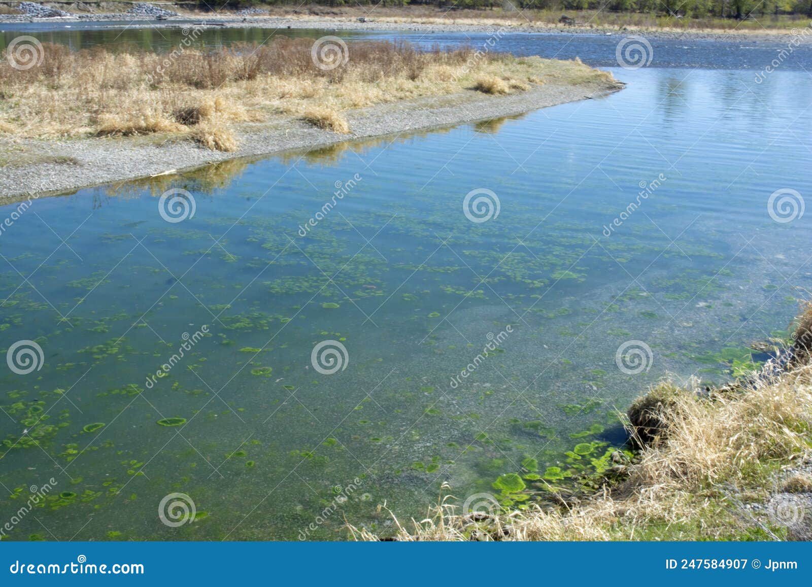 River Backwater Green Algae Formation - Plant Growth Stock Image ...
