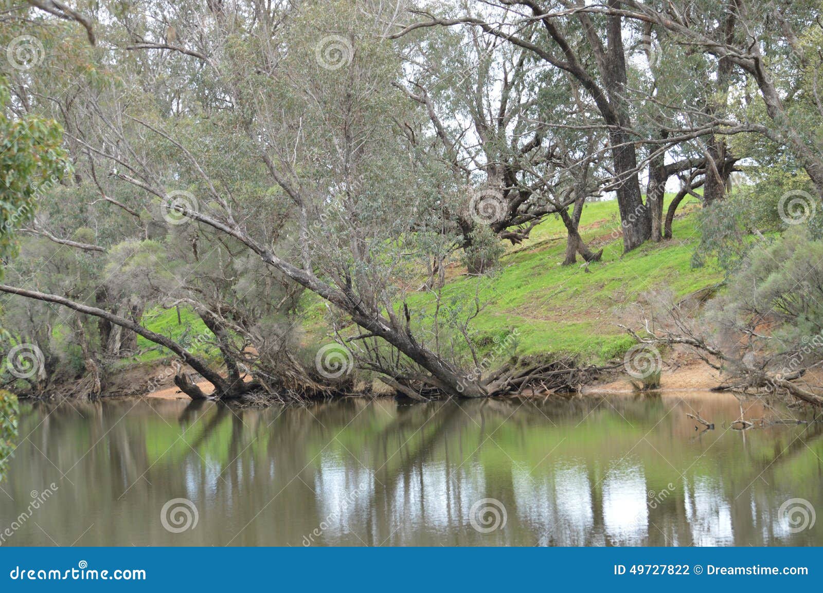 River bank stock photo. Image of trees, water, lake, river - 49727822