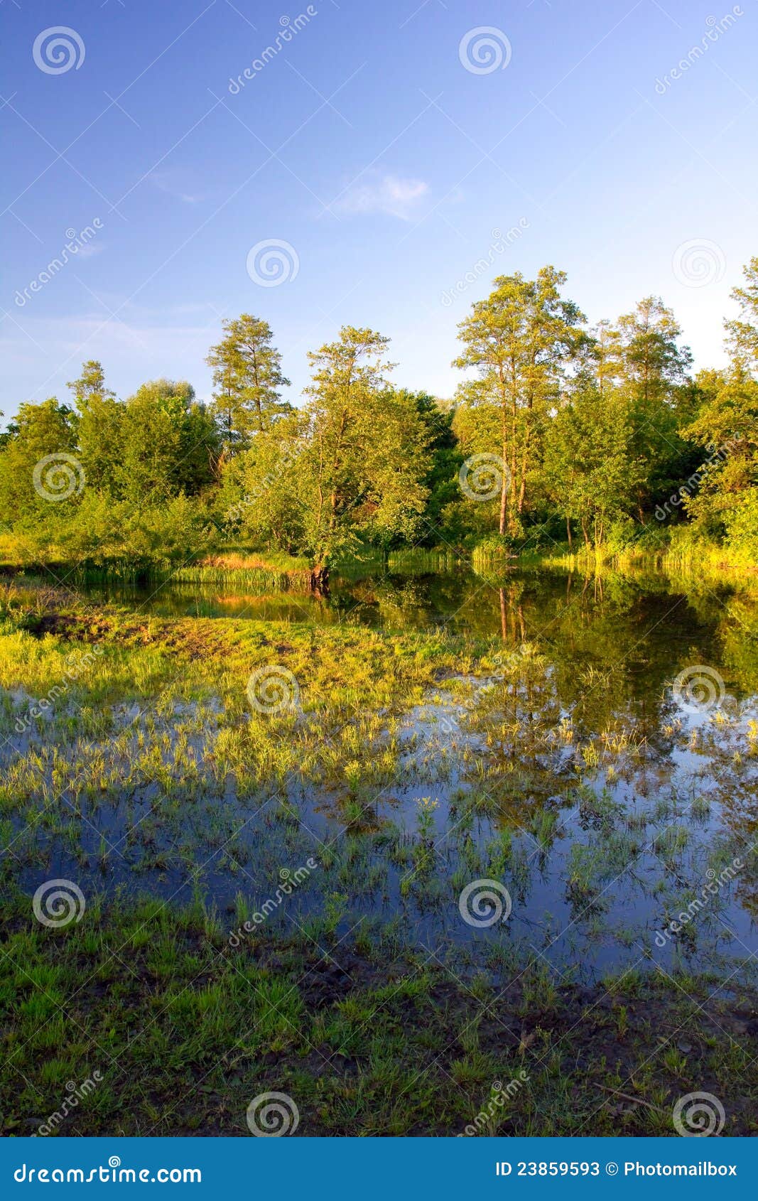 River bank in the forest stock image. Image of bank, color - 23859593