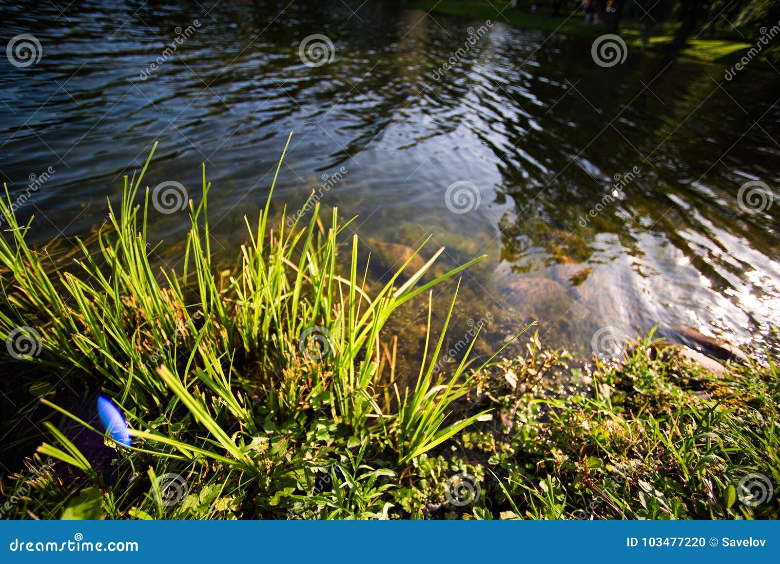 River bank with grass stock photo. Image of bright, flare - 103477220