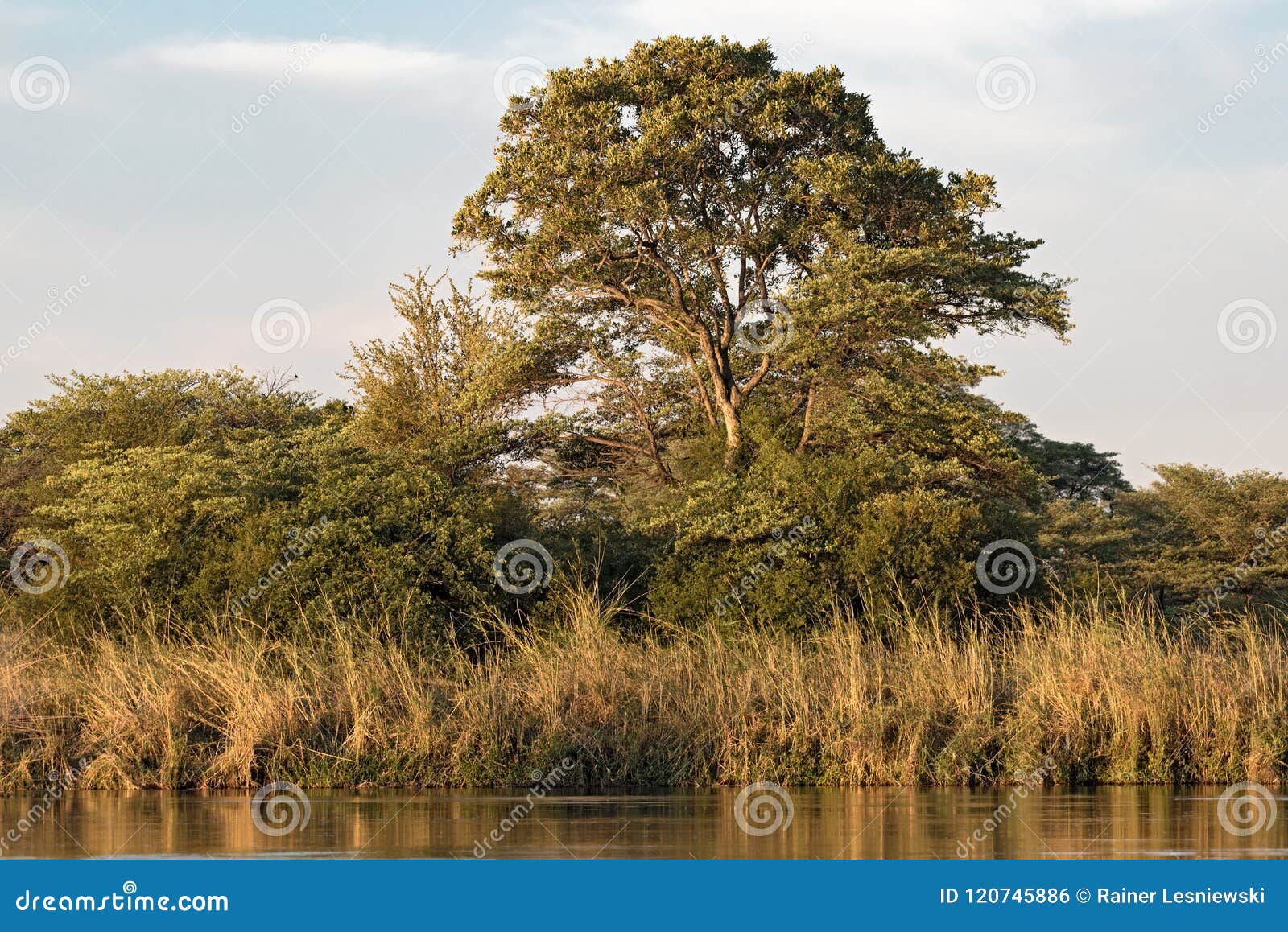 River Bank of the Okavango River in Namibia Stock Photo - Image of ...