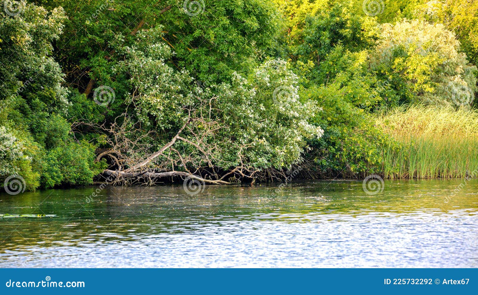 River Bank Overgrown with Reeds and Bushes Stock Photo - Image of ...