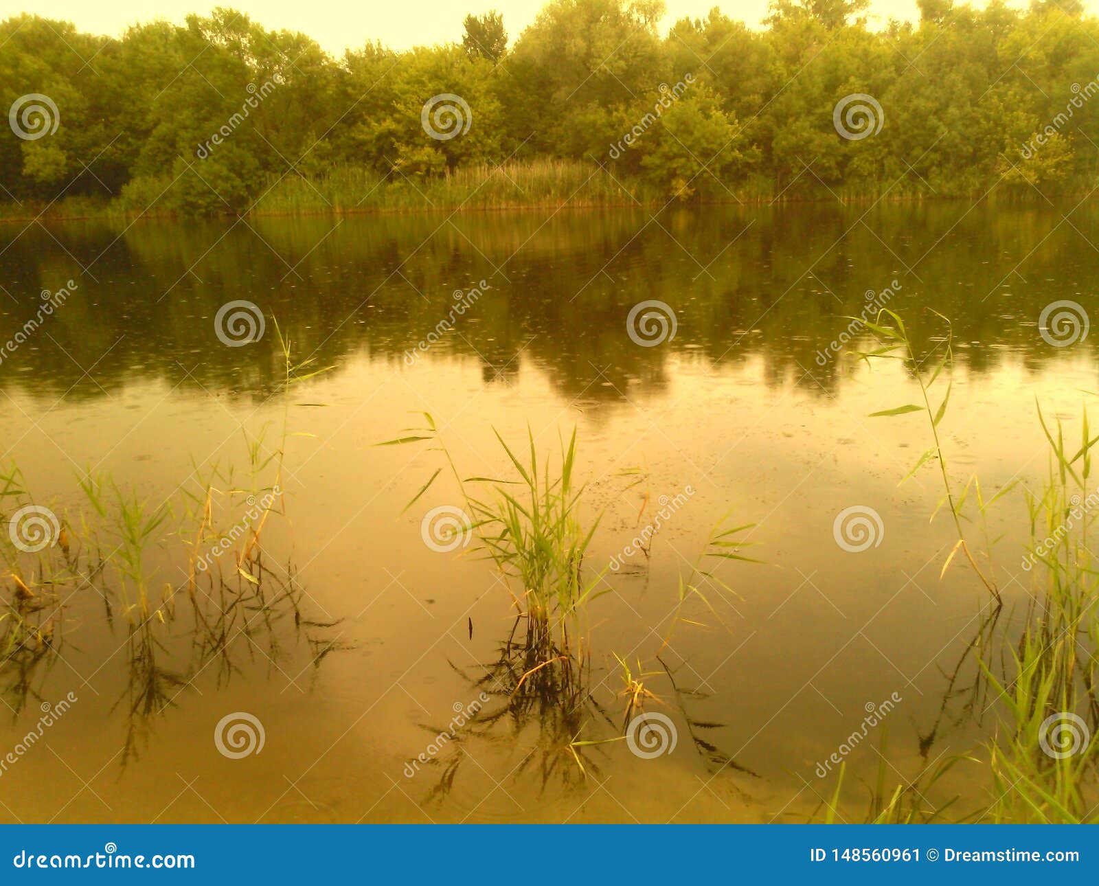 River Bank with Reeds and Trees Stock Image - Image of fish, nature ...