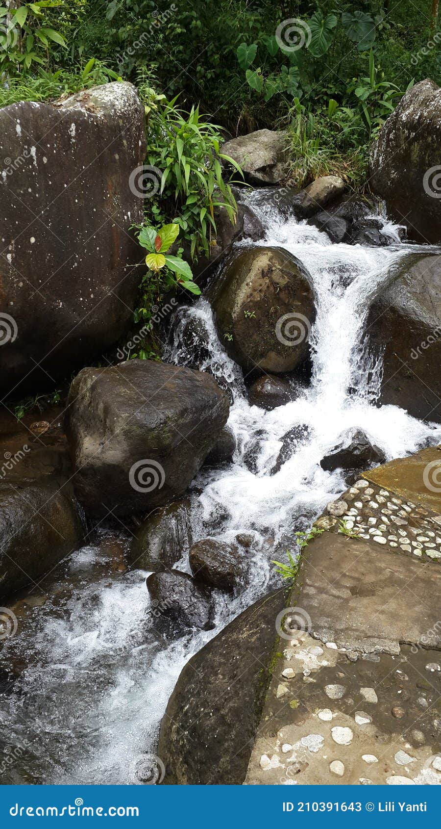 River Bank with Rocks and Plants on Clear Water Stock Image - Image of ...