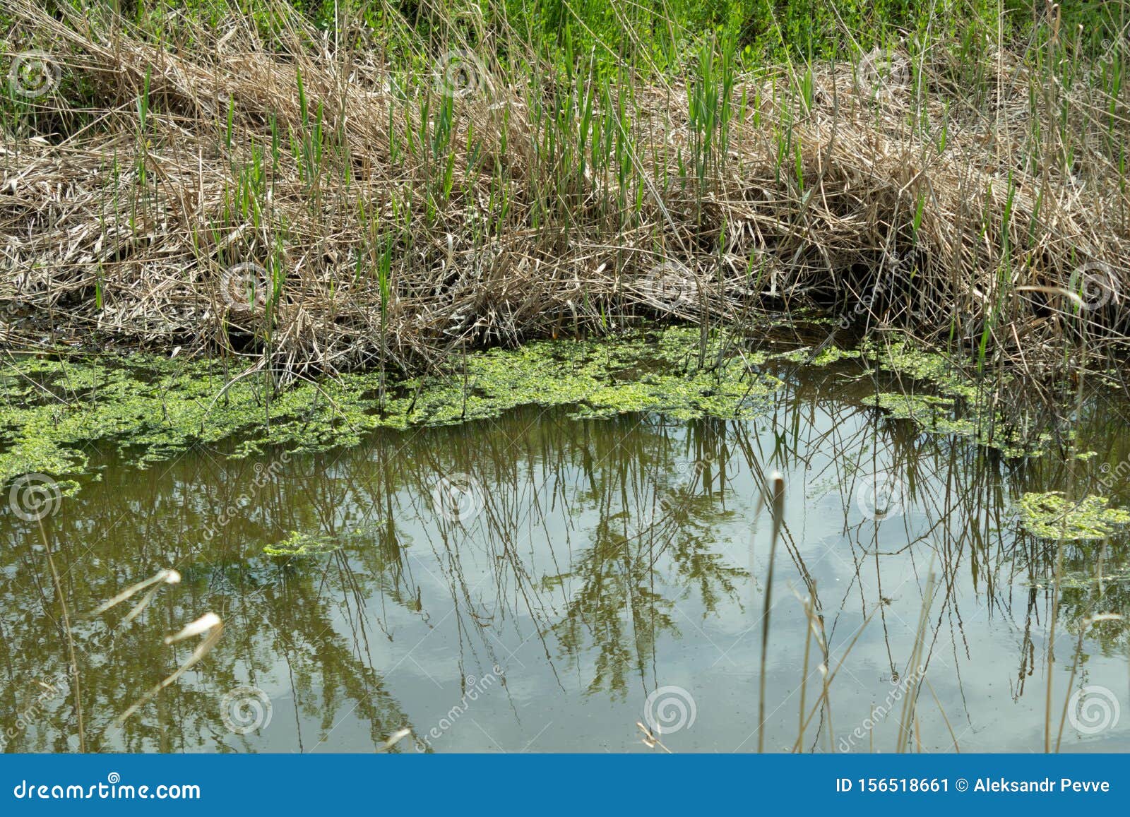 River Bank in Spring, Overgrown with Grass, Growing through Dry Stems ...
