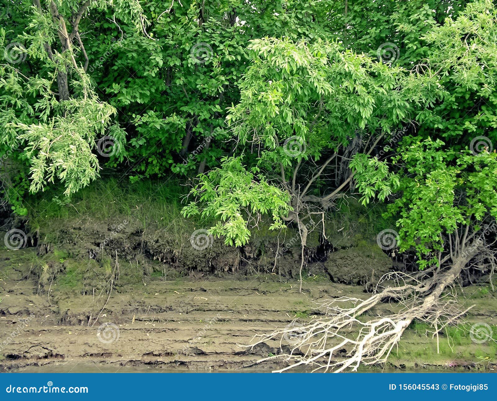 River Bank. Trees on the River Stock Image - Image of lake, river ...