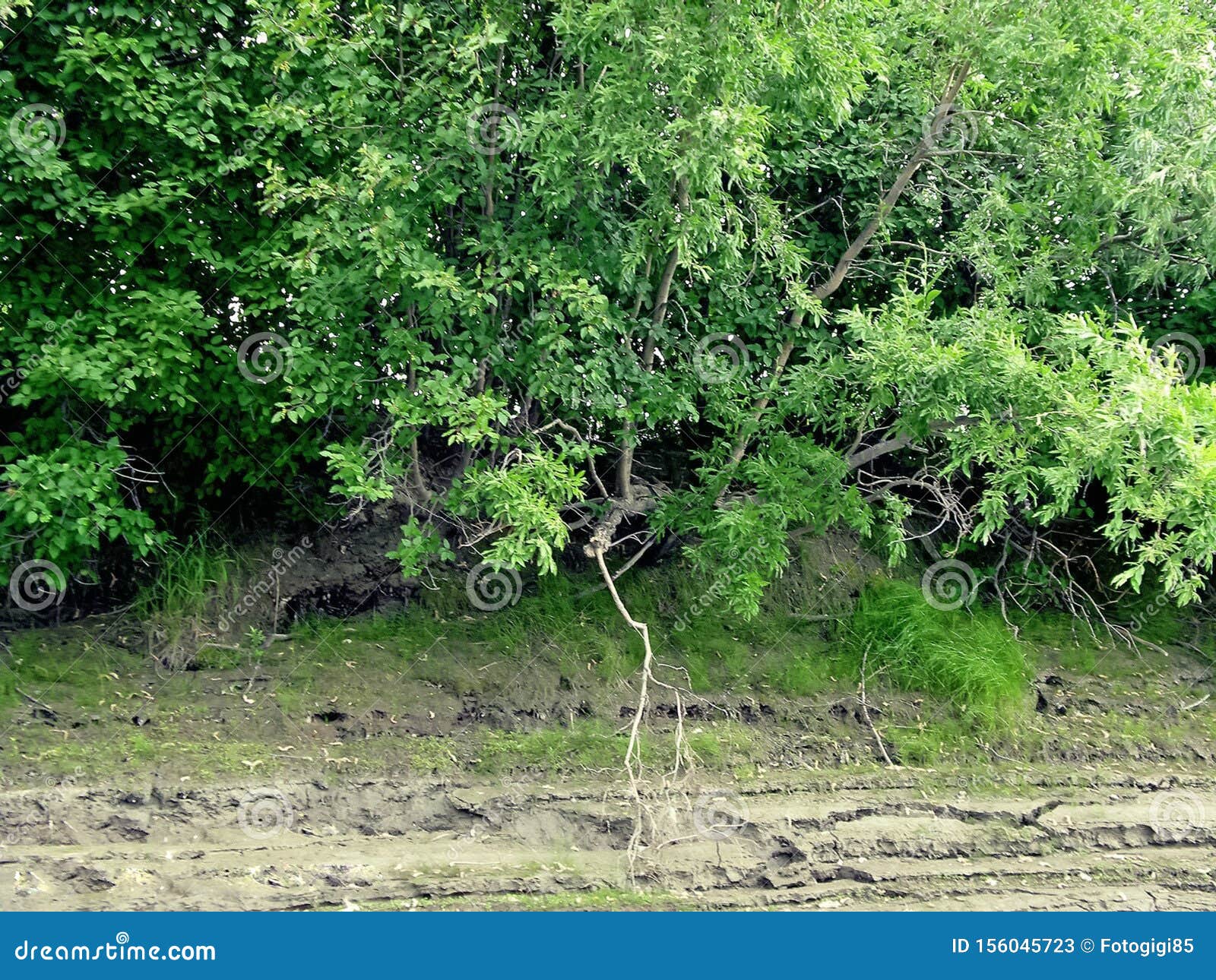 River Bank. Trees on the River Stock Image - Image of morning, green ...