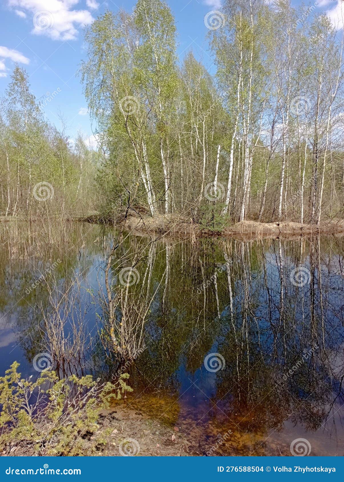 River Bank with Trees Reflected in it in Spring Stock Photo - Image of ...