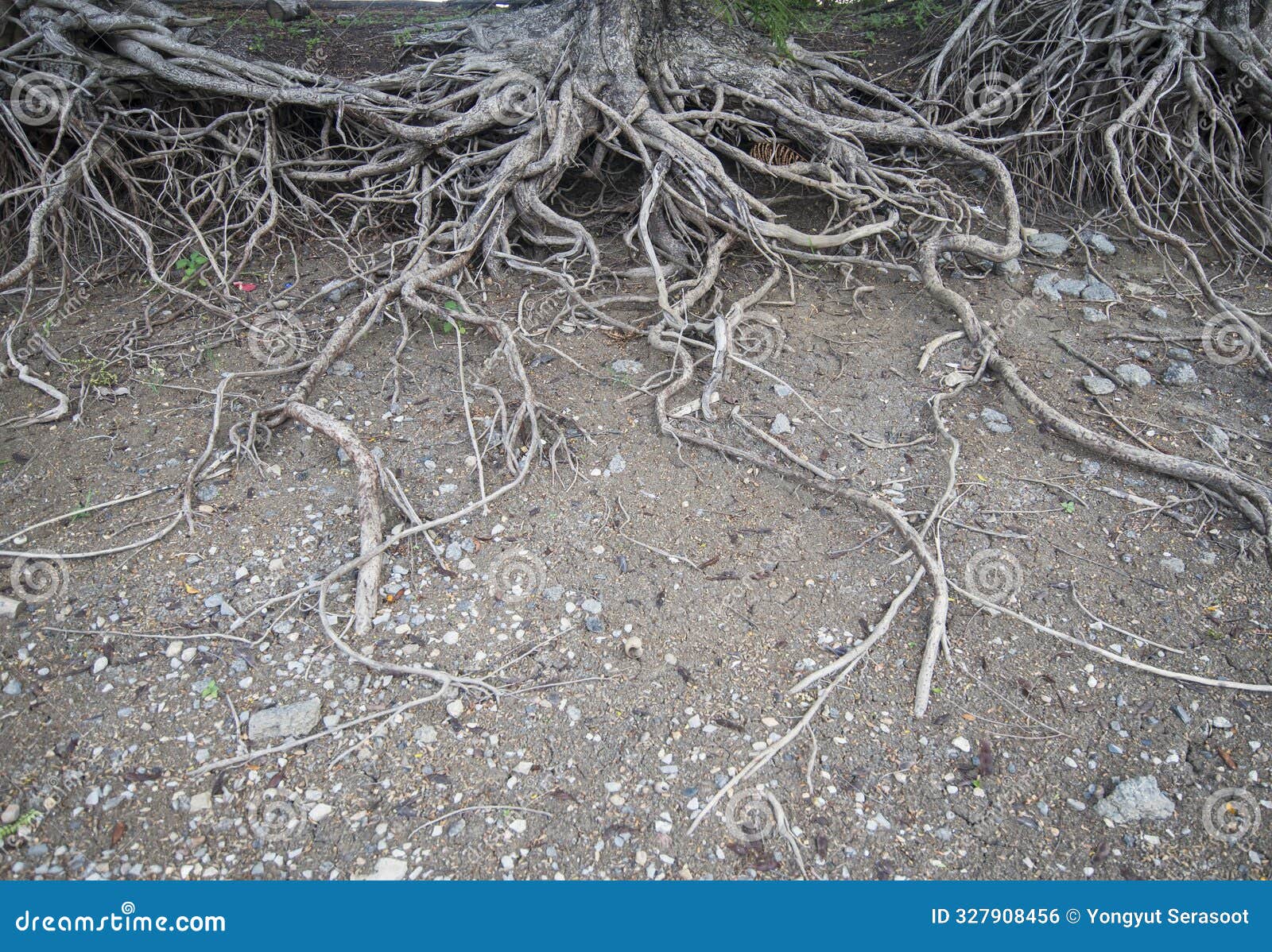 River Bank Trees Rising Above the Ground Which Comes from the Problem ...