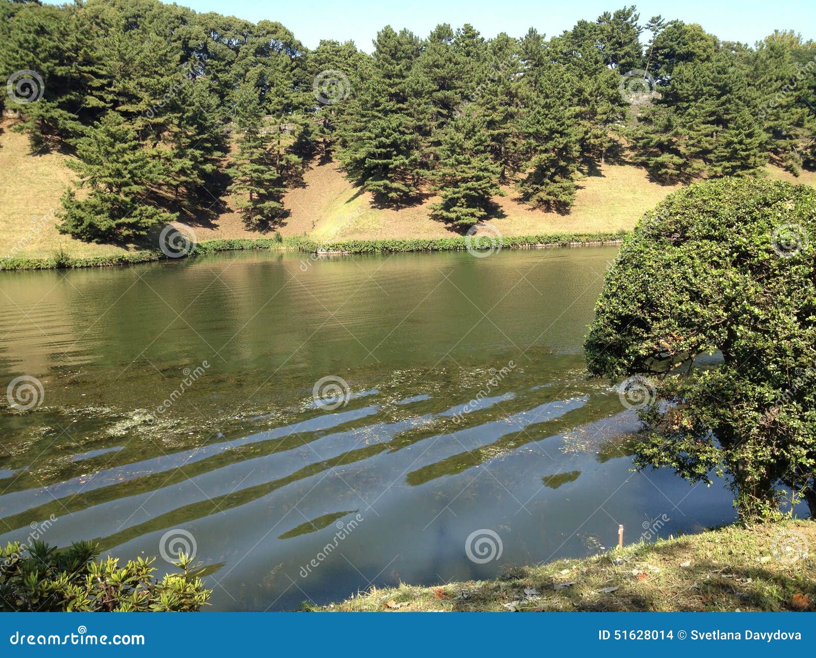 On the river bank trees stock photo. Image of grass, shadow - 51628014