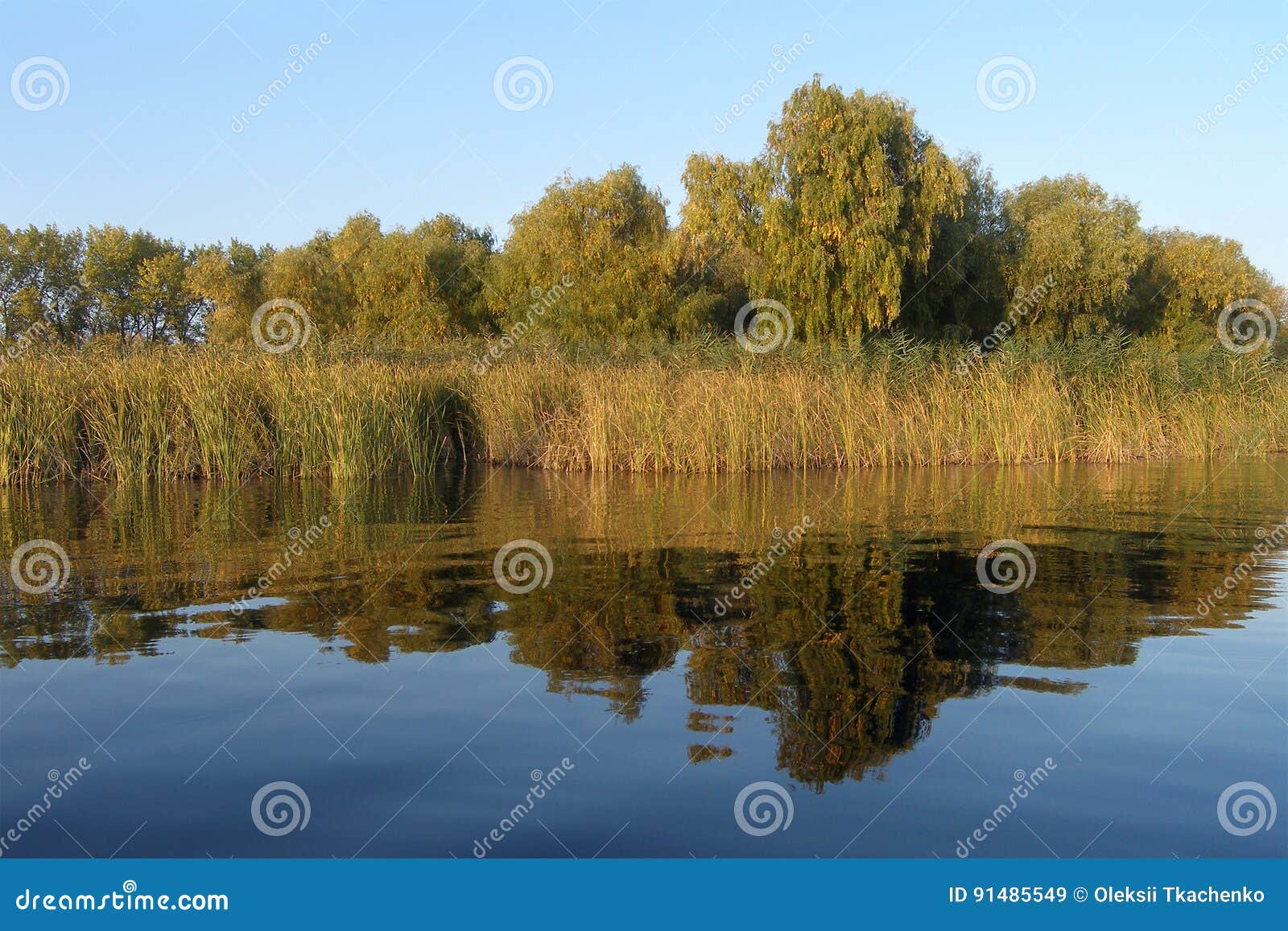 River bank with trees stock image. Image of river, season - 91485549