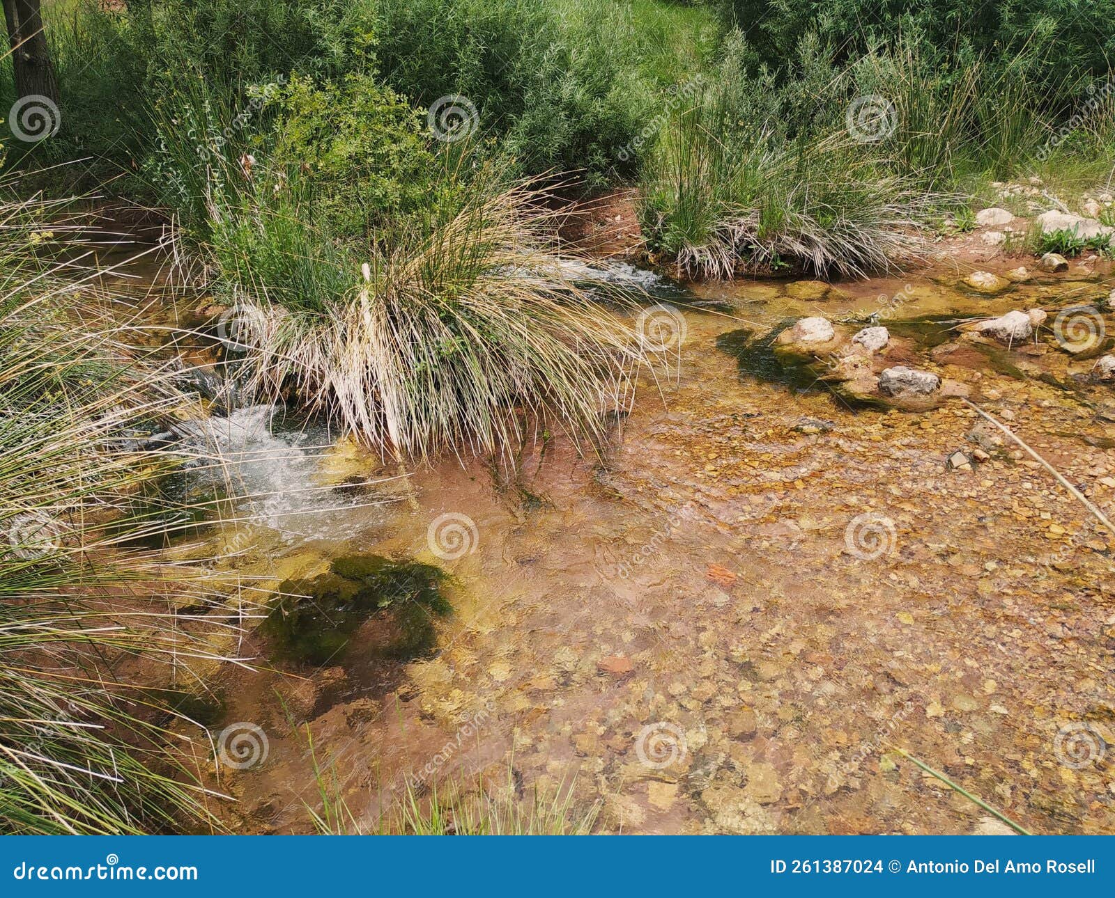 River bank with vegetation stock photo. Image of green - 261387024