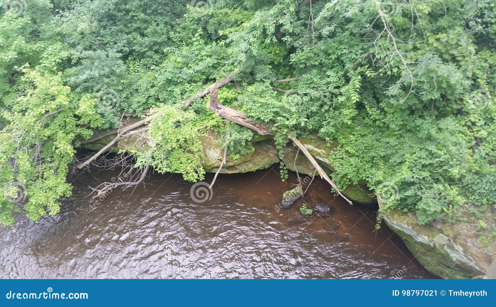 River bank stock image. Image of river, plant, forest - 98797021