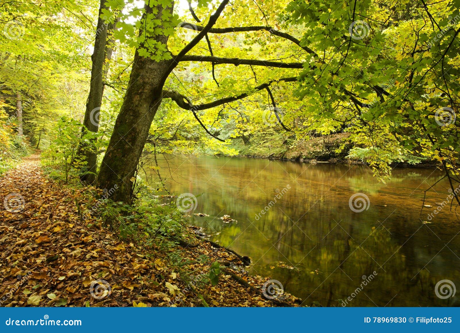River Banks with Fall Colors Stock Photo - Image of forest, grove: 78969830