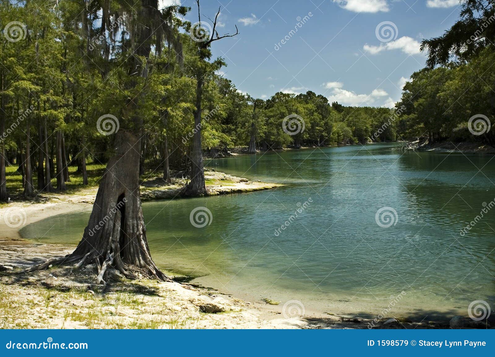 River Beach stock image. Image of leaves, serene, aqua - 1598579