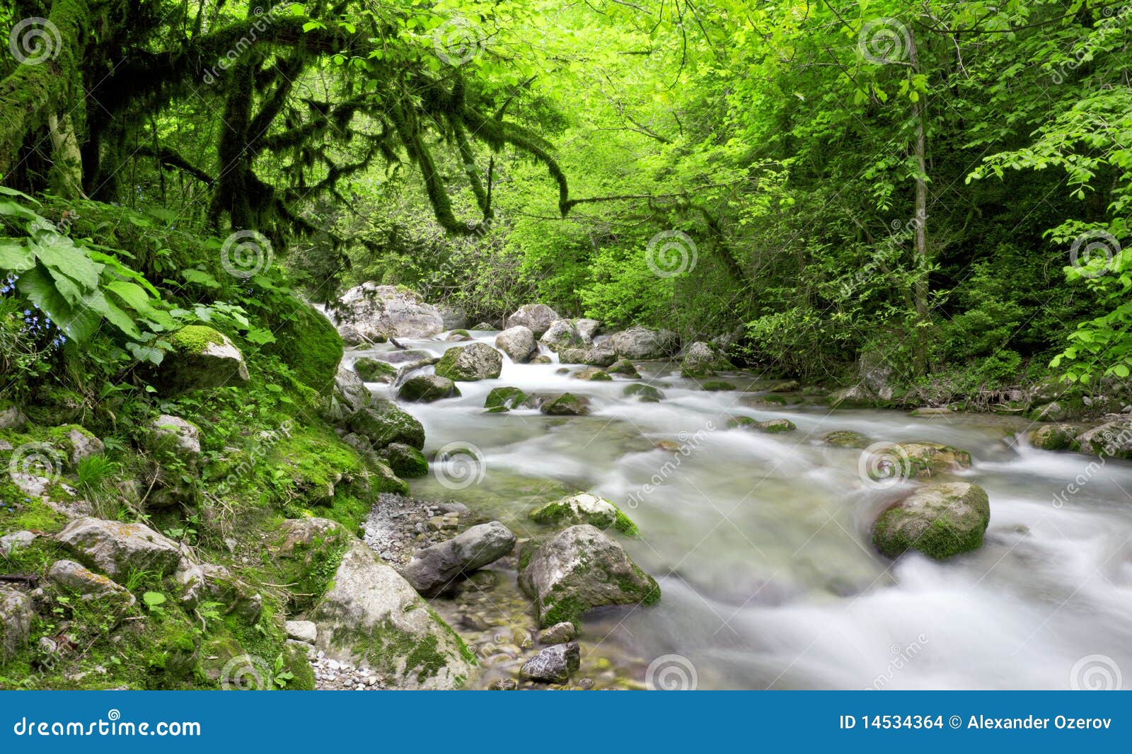 River in beautiful forest stock photo. Image of shine - 14534364