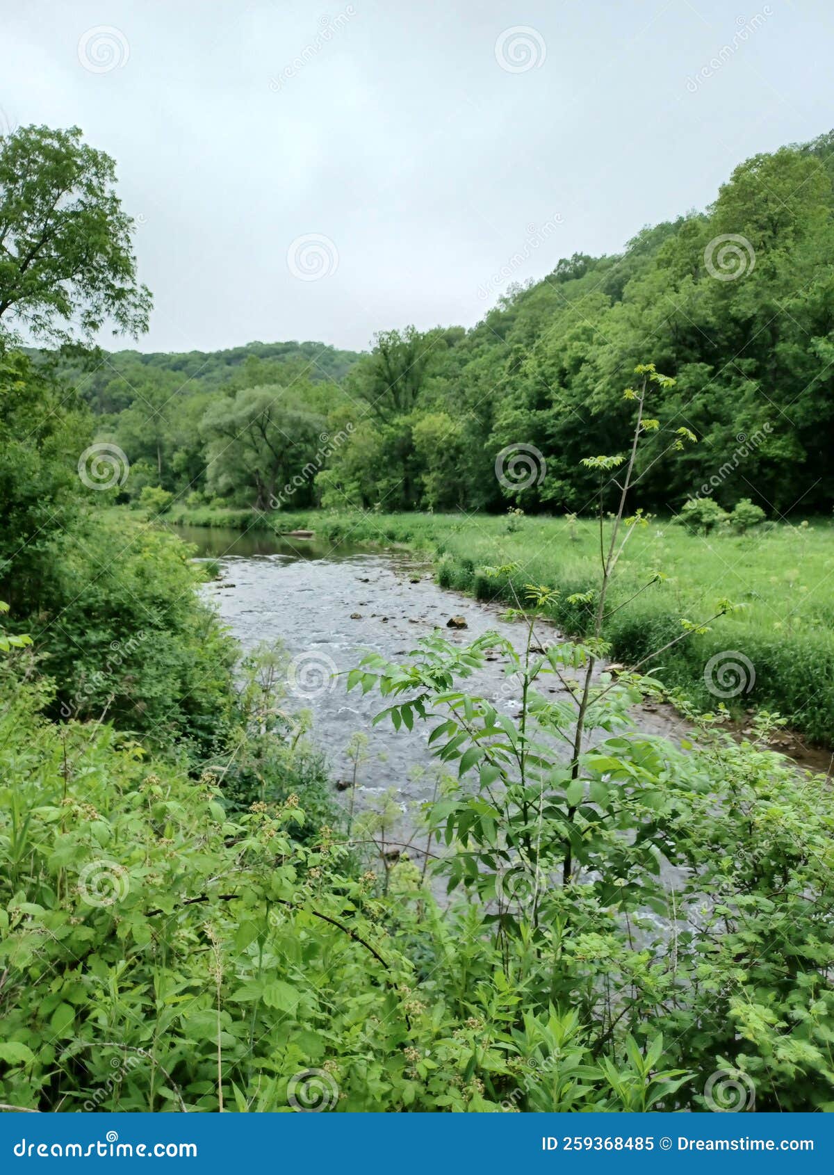 River in beautiful nature stock image. Image of vegetation - 259368485