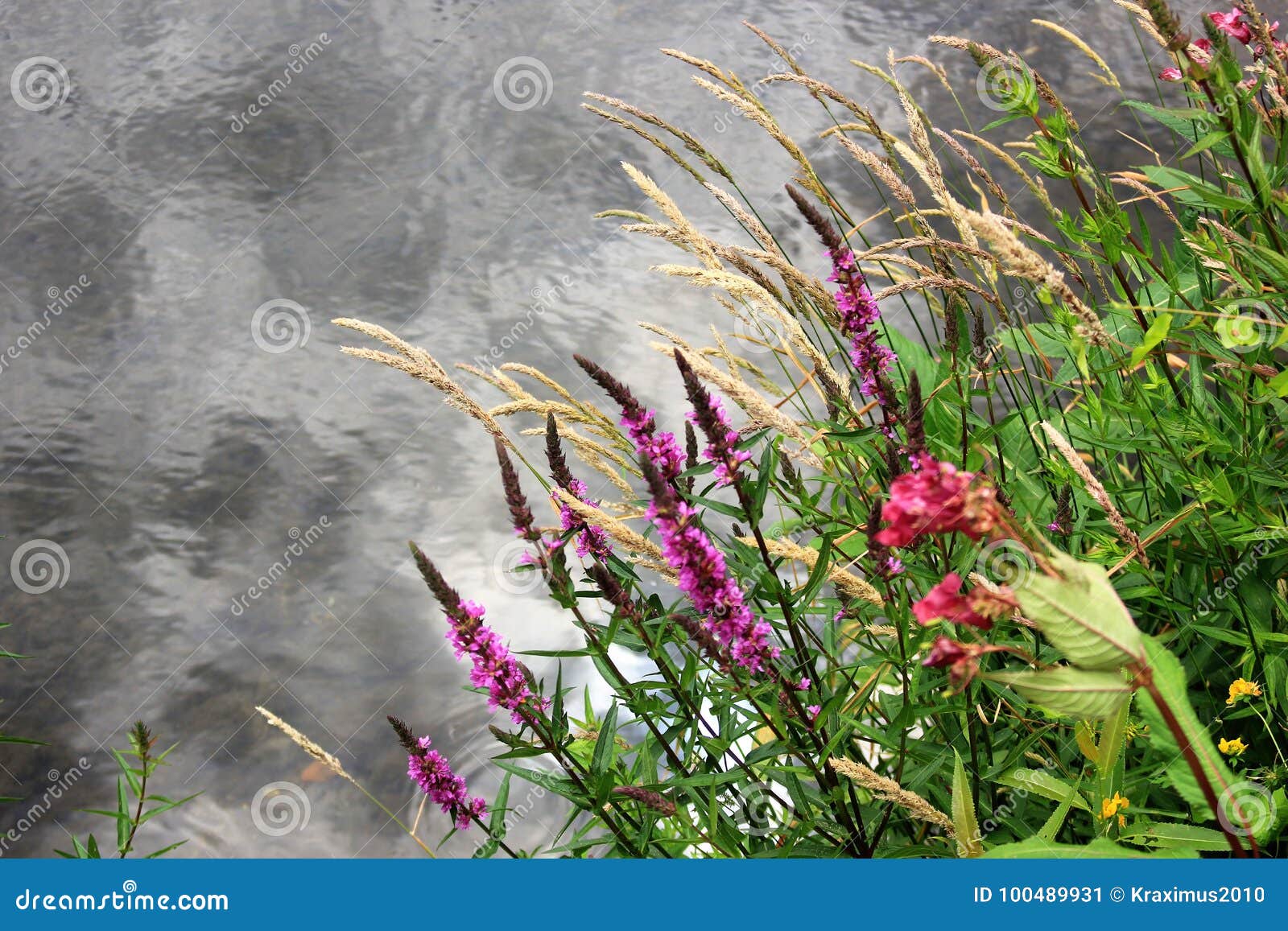 River with Beautiful Plants Stock Image - Image of summer, flowers ...