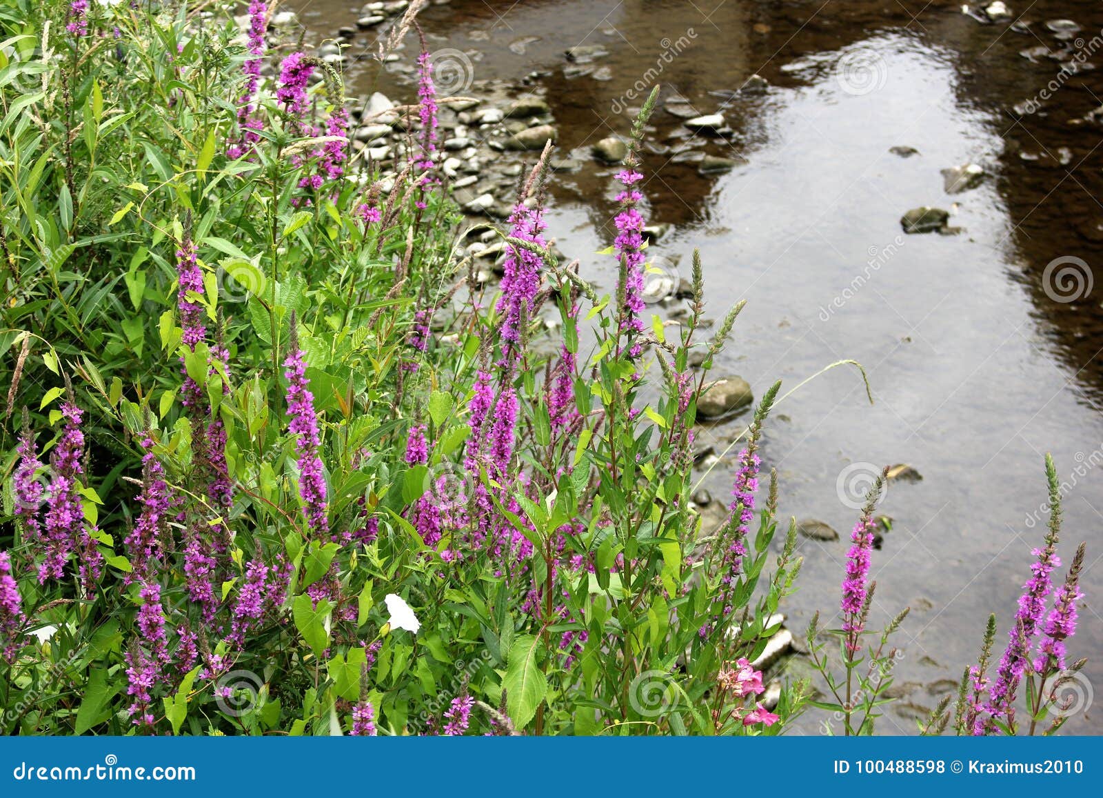 River with Beautiful Plants Stock Photo - Image of flowers, bloom ...