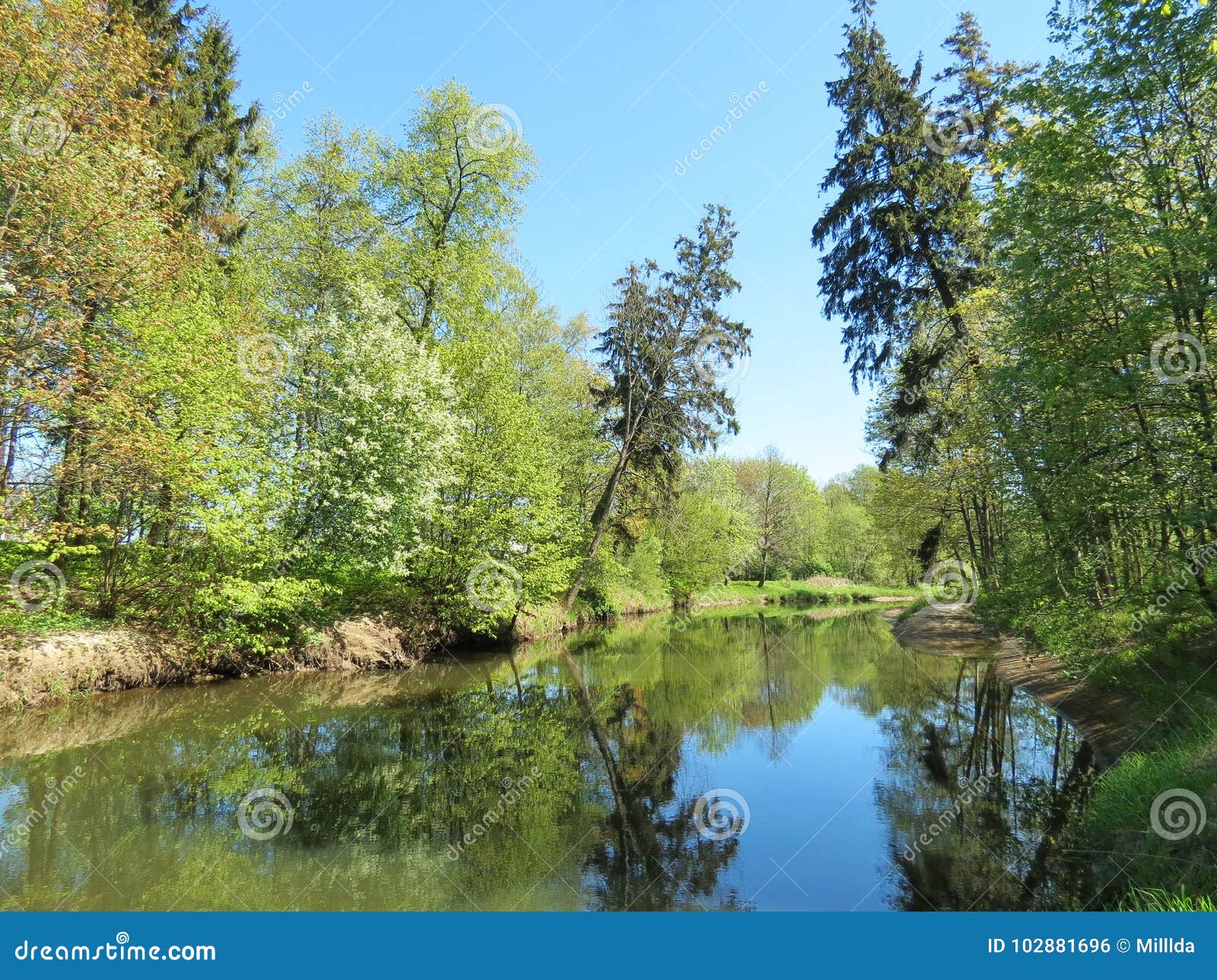 River and Beautiful Spring Trees Stock Photo - Image of flora, yellow ...
