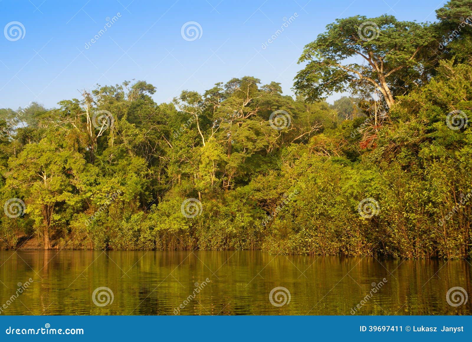 A River and Beautiful Trees in a Rainforest Peru Stock Image - Image of ...