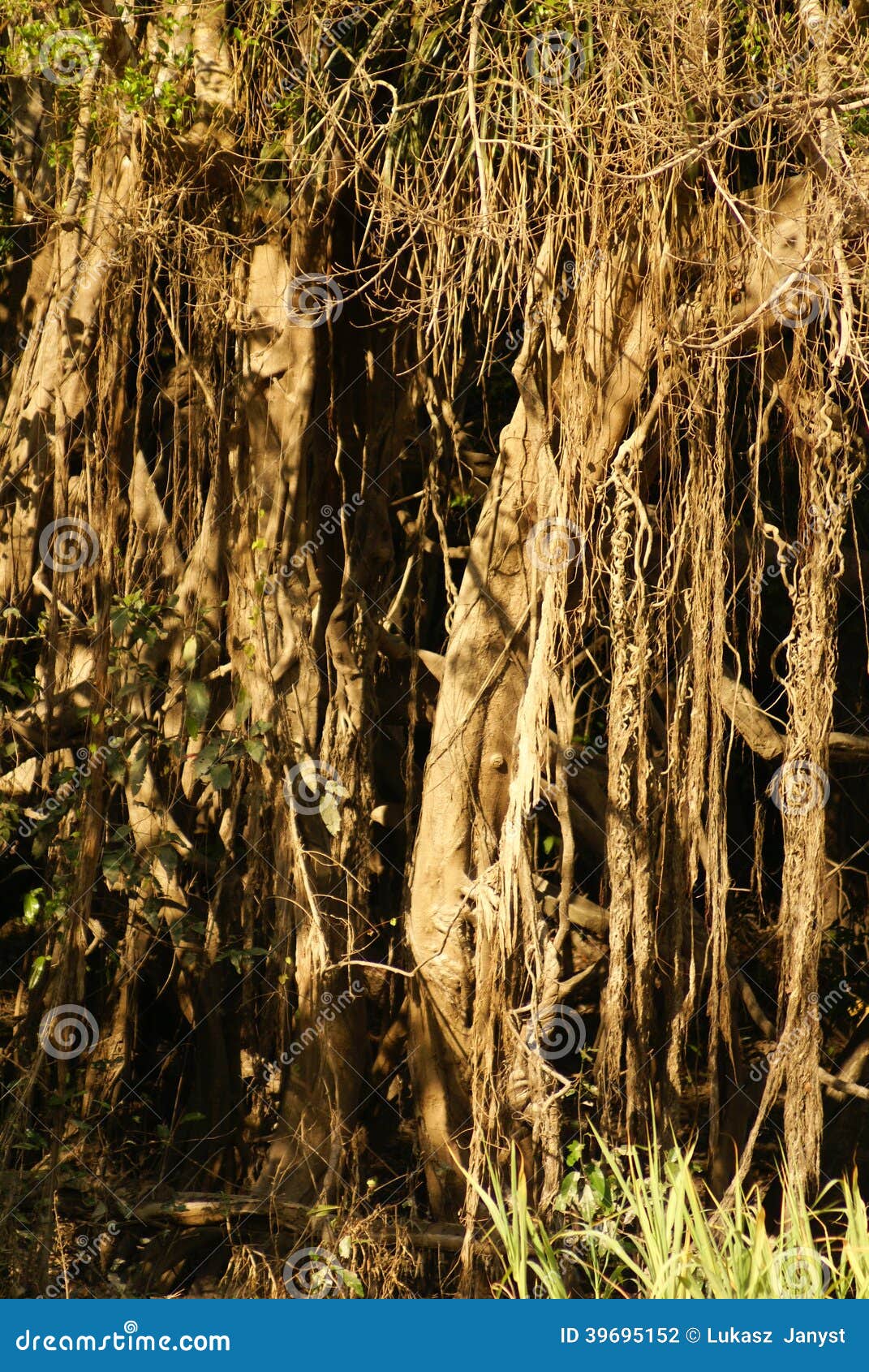 A River and Beautiful Trees in a Rainforest Peru Stock Photo - Image of ...