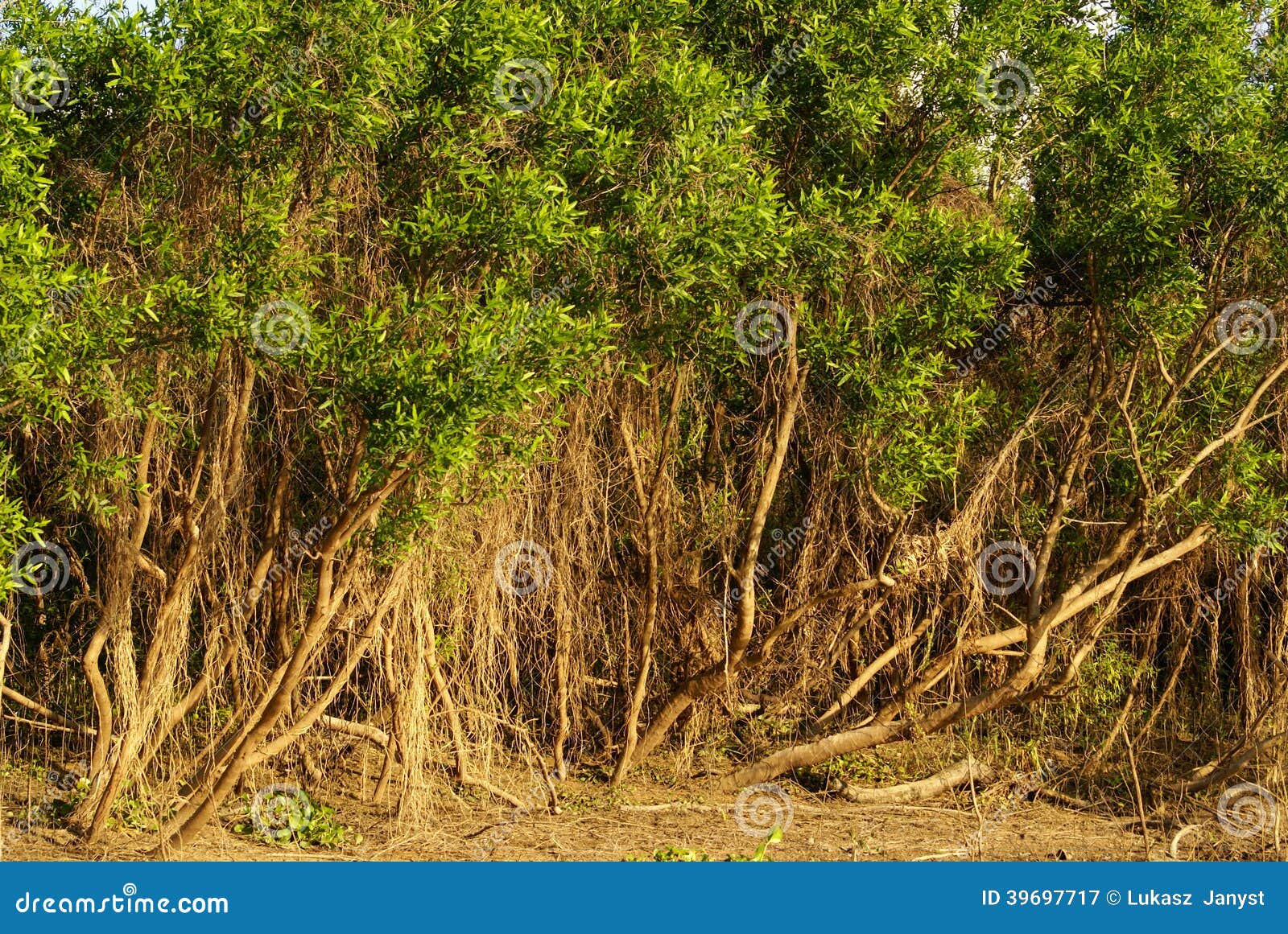 A River and Beautiful Trees in a Rainforest Peru Stock Image - Image of ...