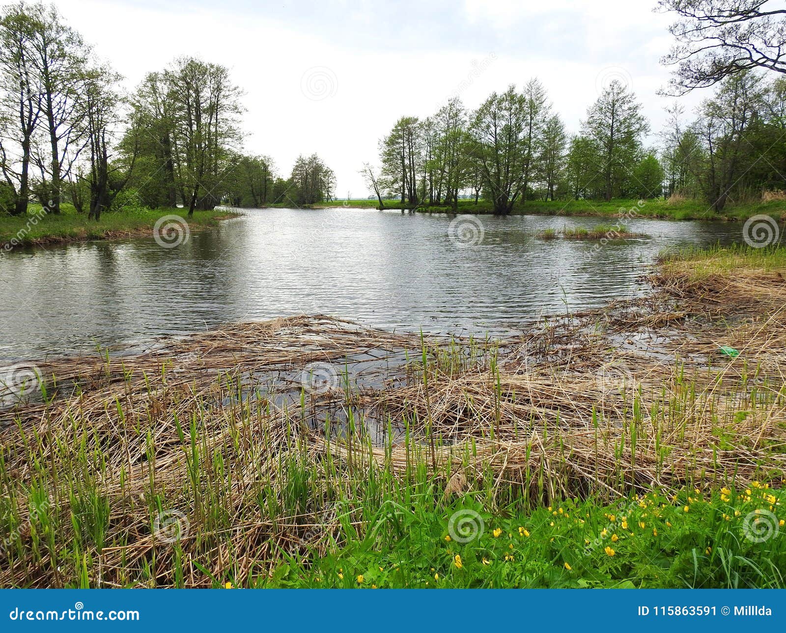 River and Beautiful Trees in Spring, Lithuania Stock Image - Image of ...