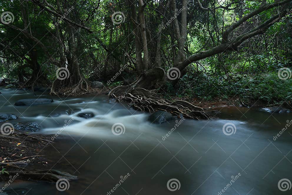 When River Begin a Life is Begin Too. Stock Photo - Image of woodland ...