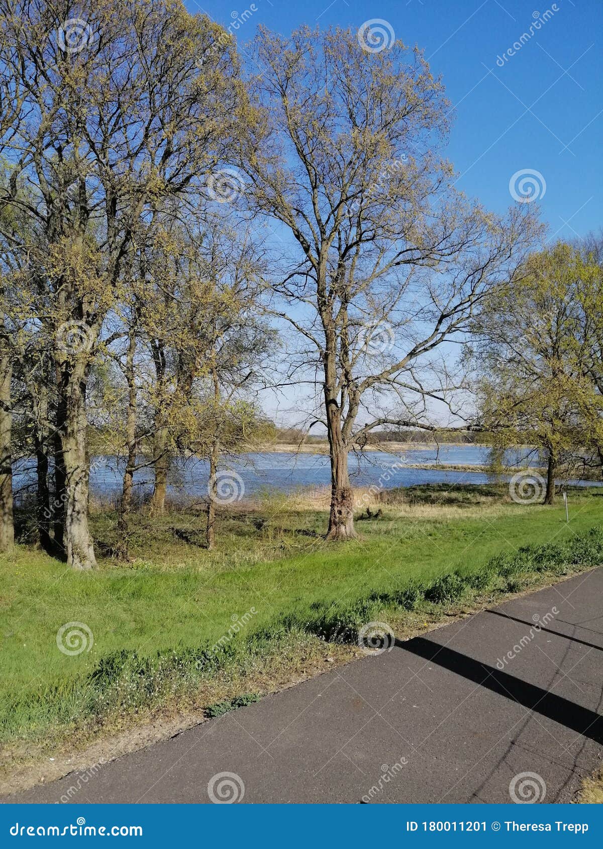 River behind trees stock image. Image of blue, meadow - 180011201