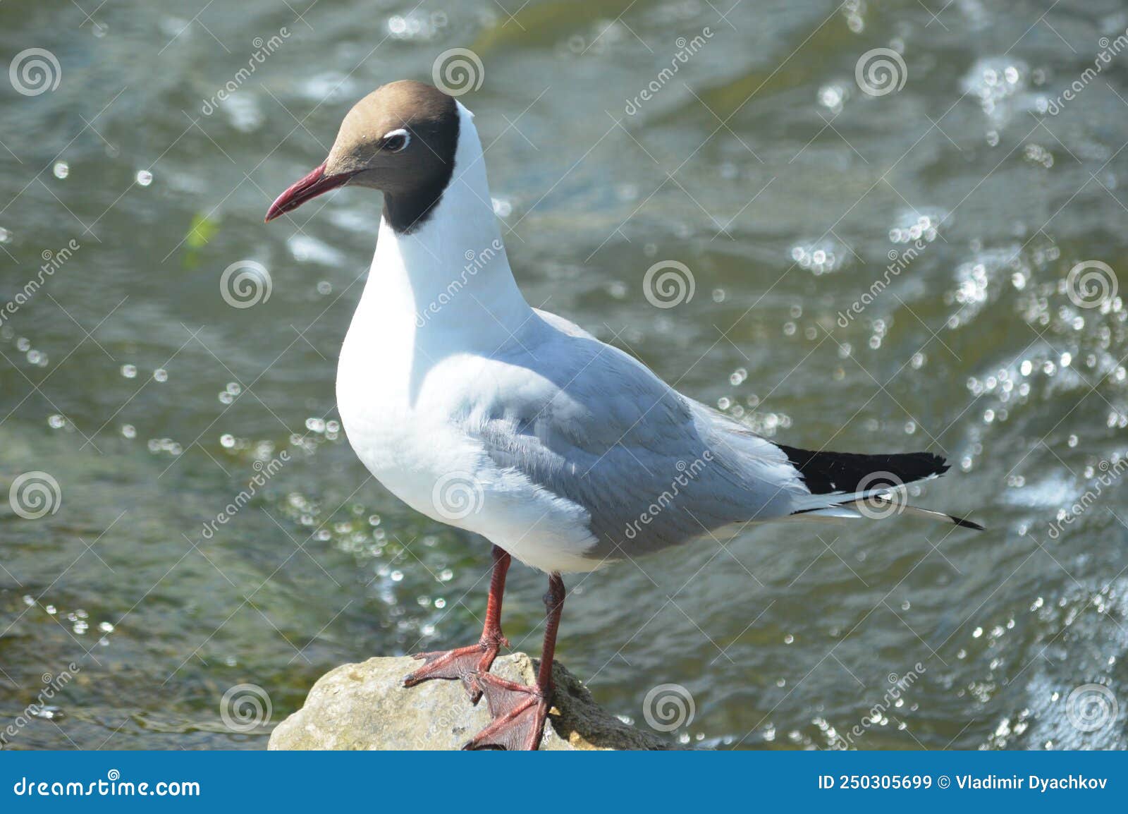 River big gull. stock image. Image of spot, kazan, marine - 250305699