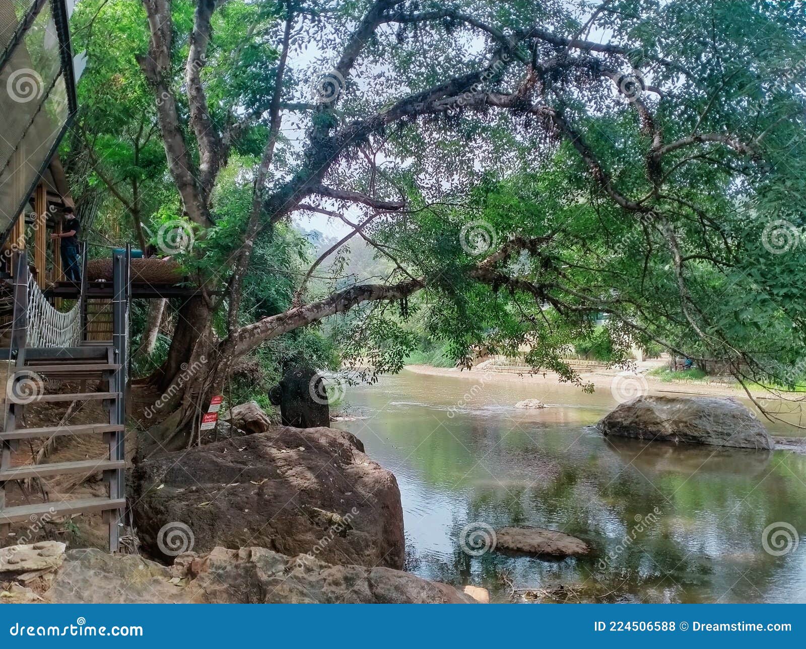 River big tree stock photo. Image of watercourse, flower - 224506588