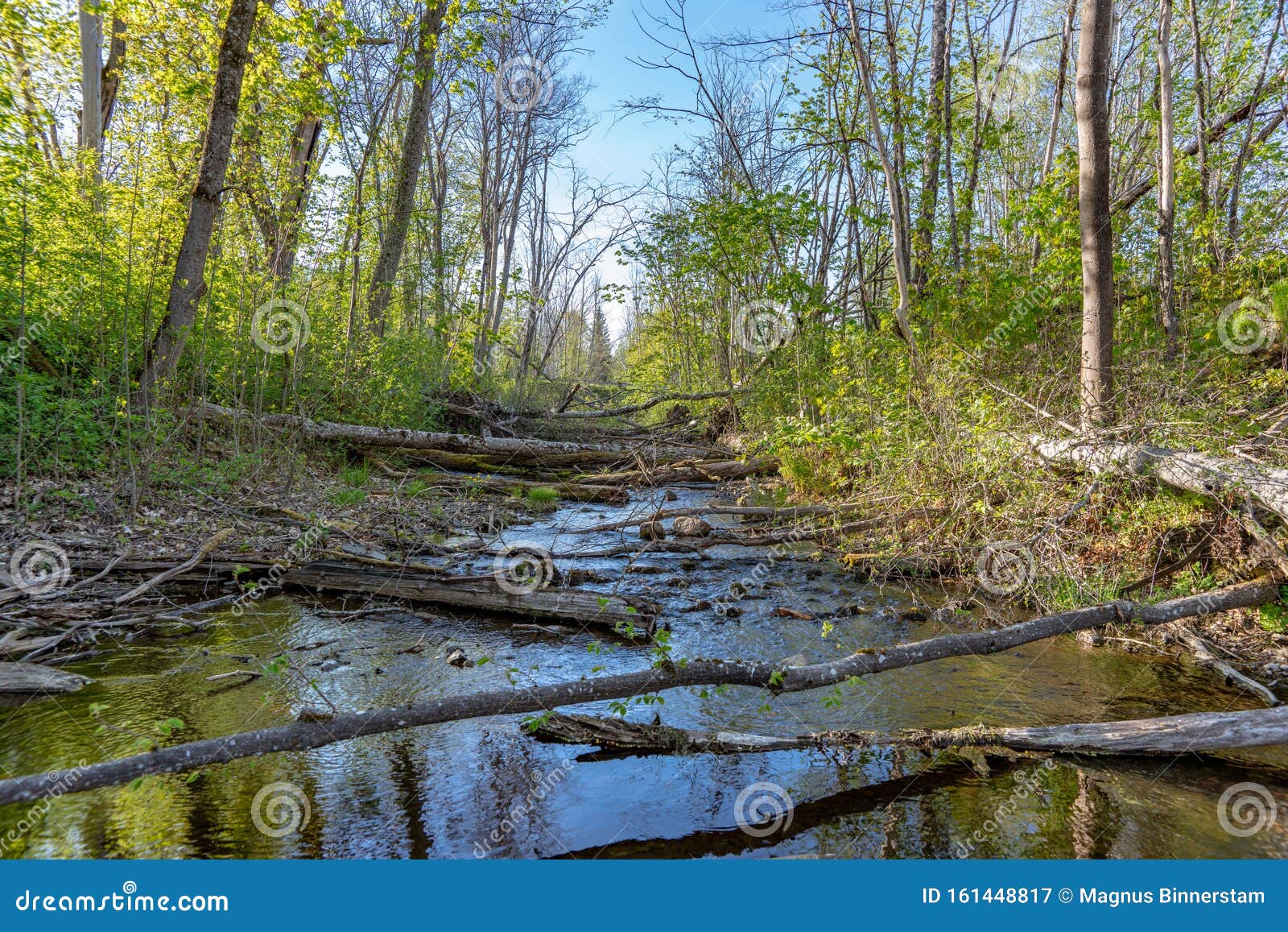 River Blocked and Drained from Water by Beavers Stock Image - Image of ...