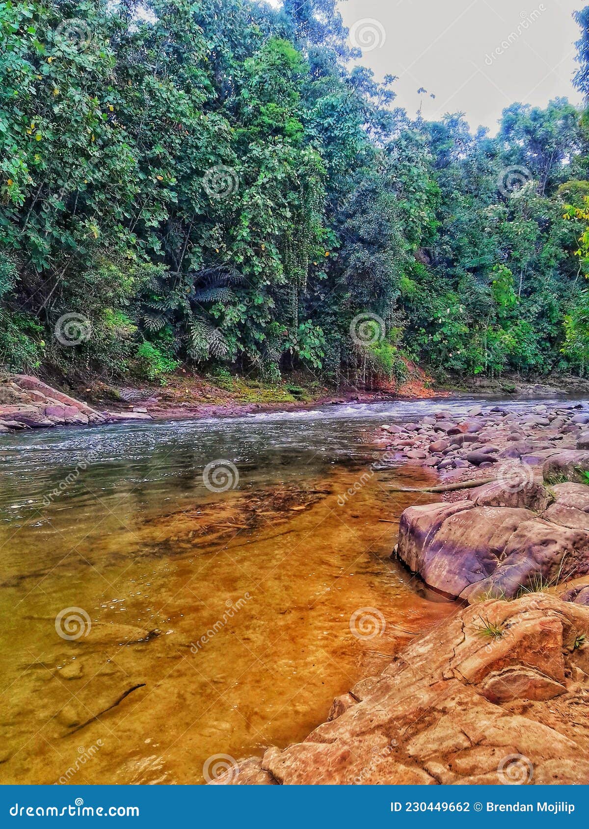 A river in Borneo stock photo. Image of creek, woodland - 230449662