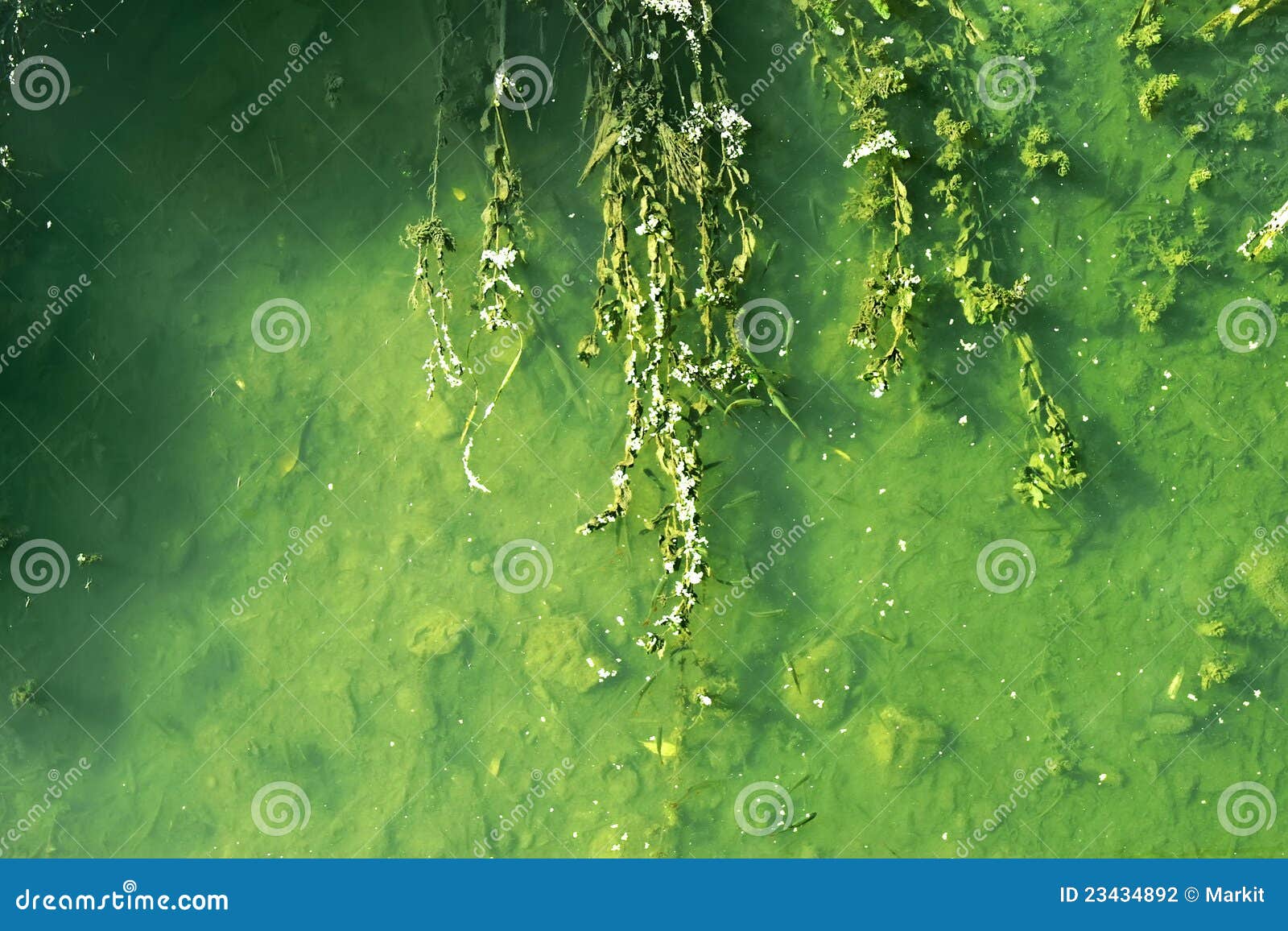 River bottom stock photo. Image of herd, liquid, river - 23434892