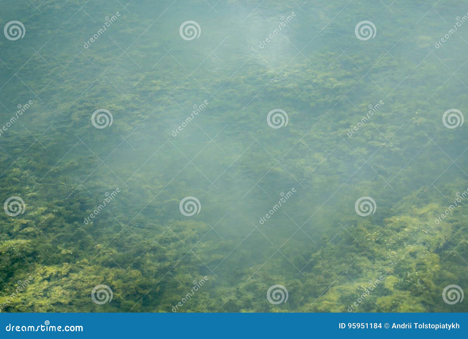 River bottom stock photo. Image of flowering, space, plant - 95951184